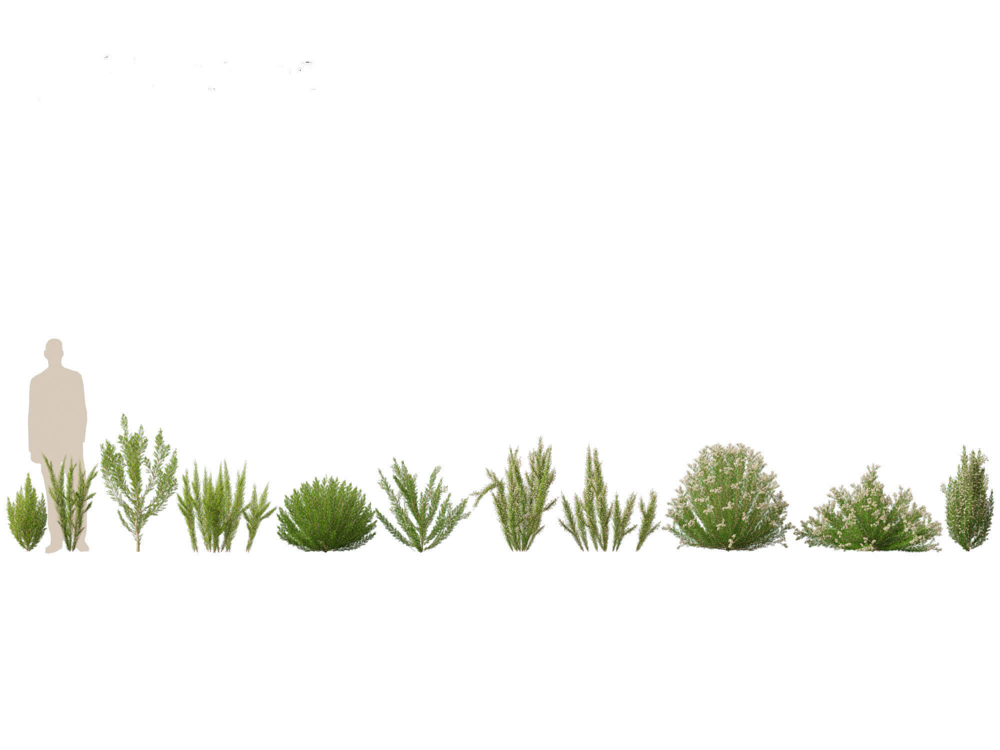 Erica Arborea - Tree Heath 3D Model by 3dgardenplants