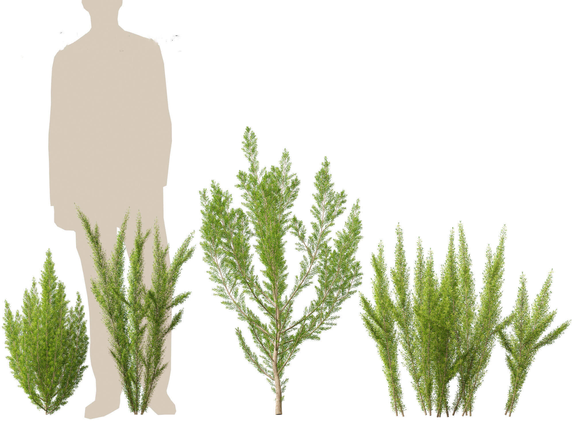 Erica Arborea - Tree Heath 3D Model by 3dgardenplants