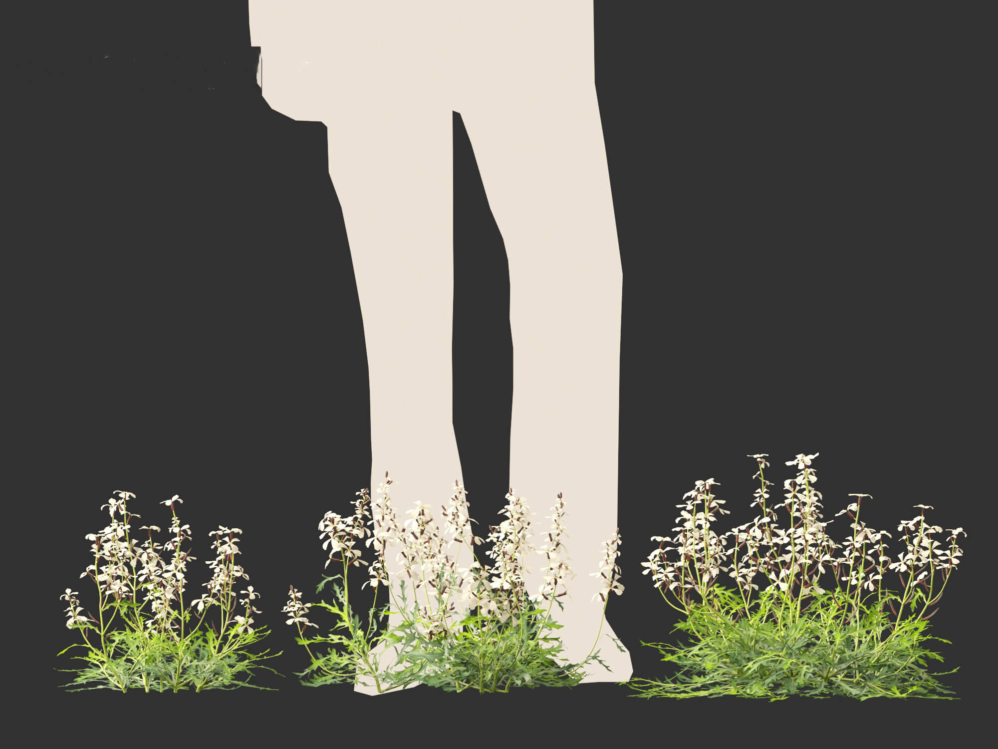 Eruca Vesicaria - Arugula 3D Model by 3dgardenplants