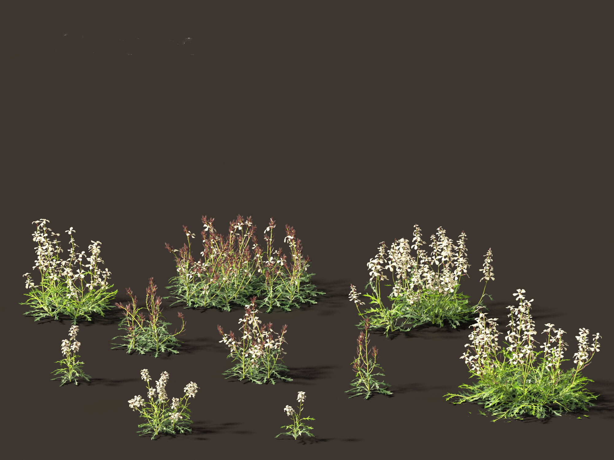 Eruca Vesicaria - Arugula 3D Model by 3dgardenplants
