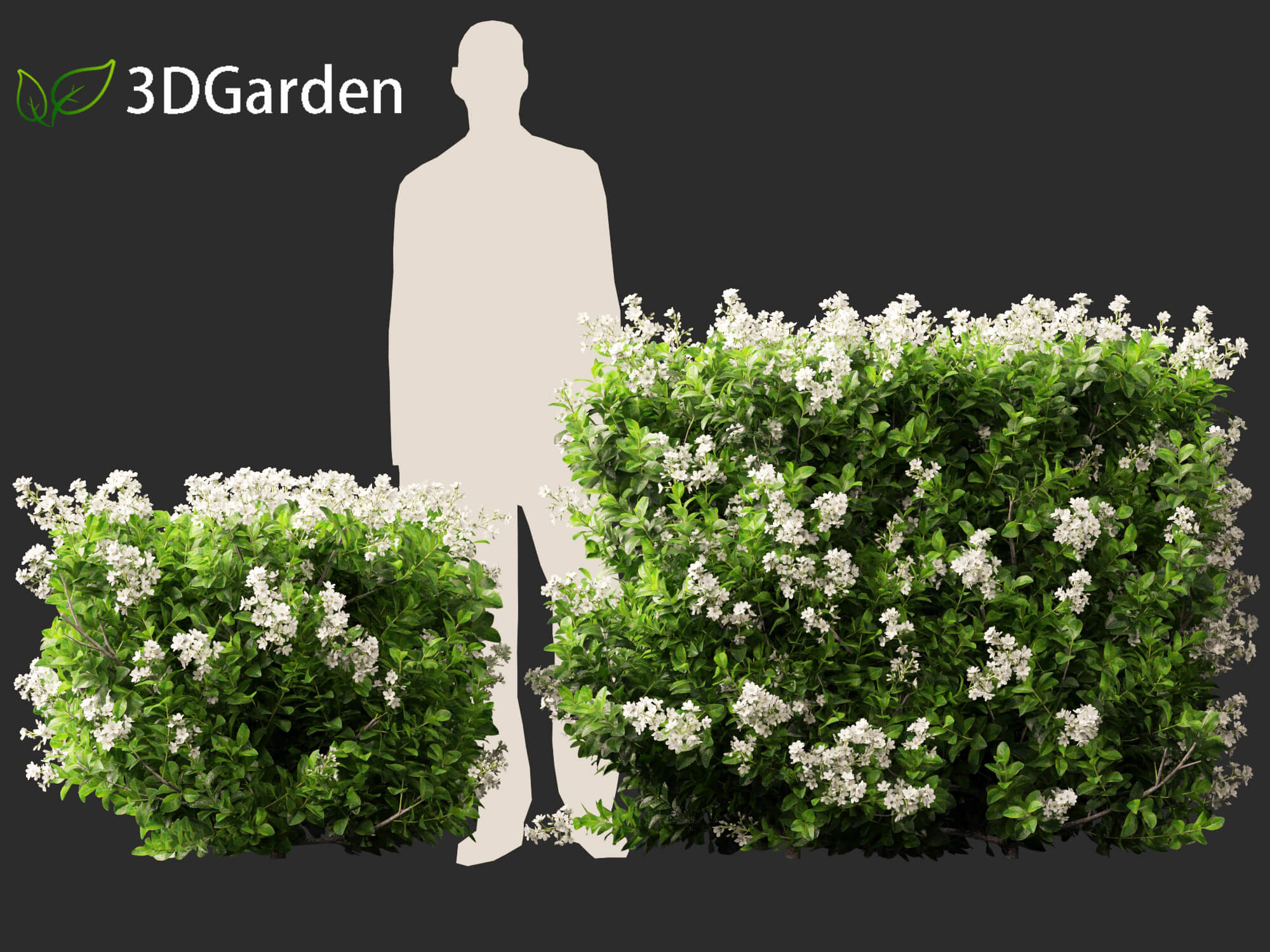 Escallonia Iveyi -White 3D Model by 3dgardenplants
