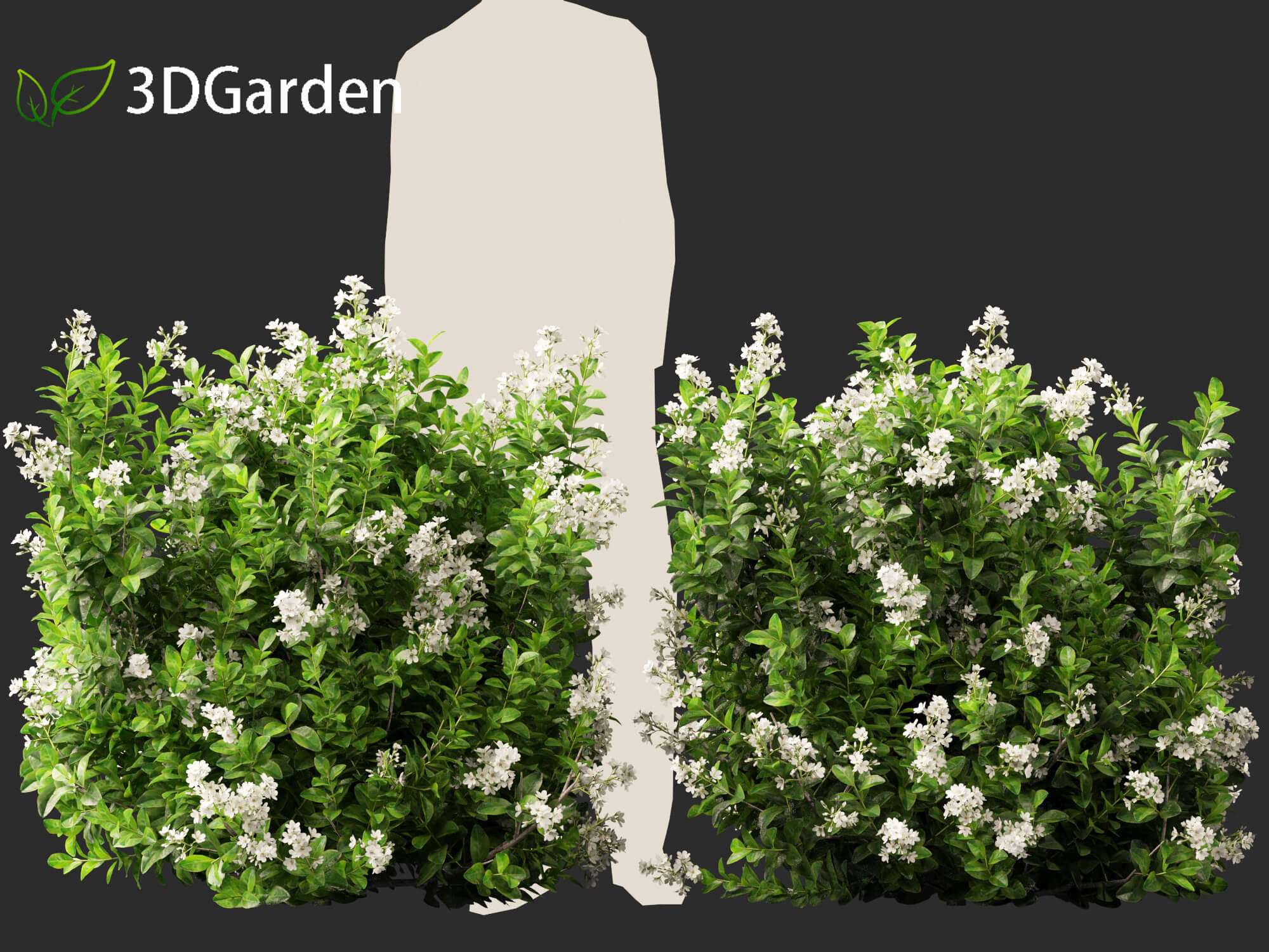 Escallonia Iveyi -White 3D Model by 3dgardenplants