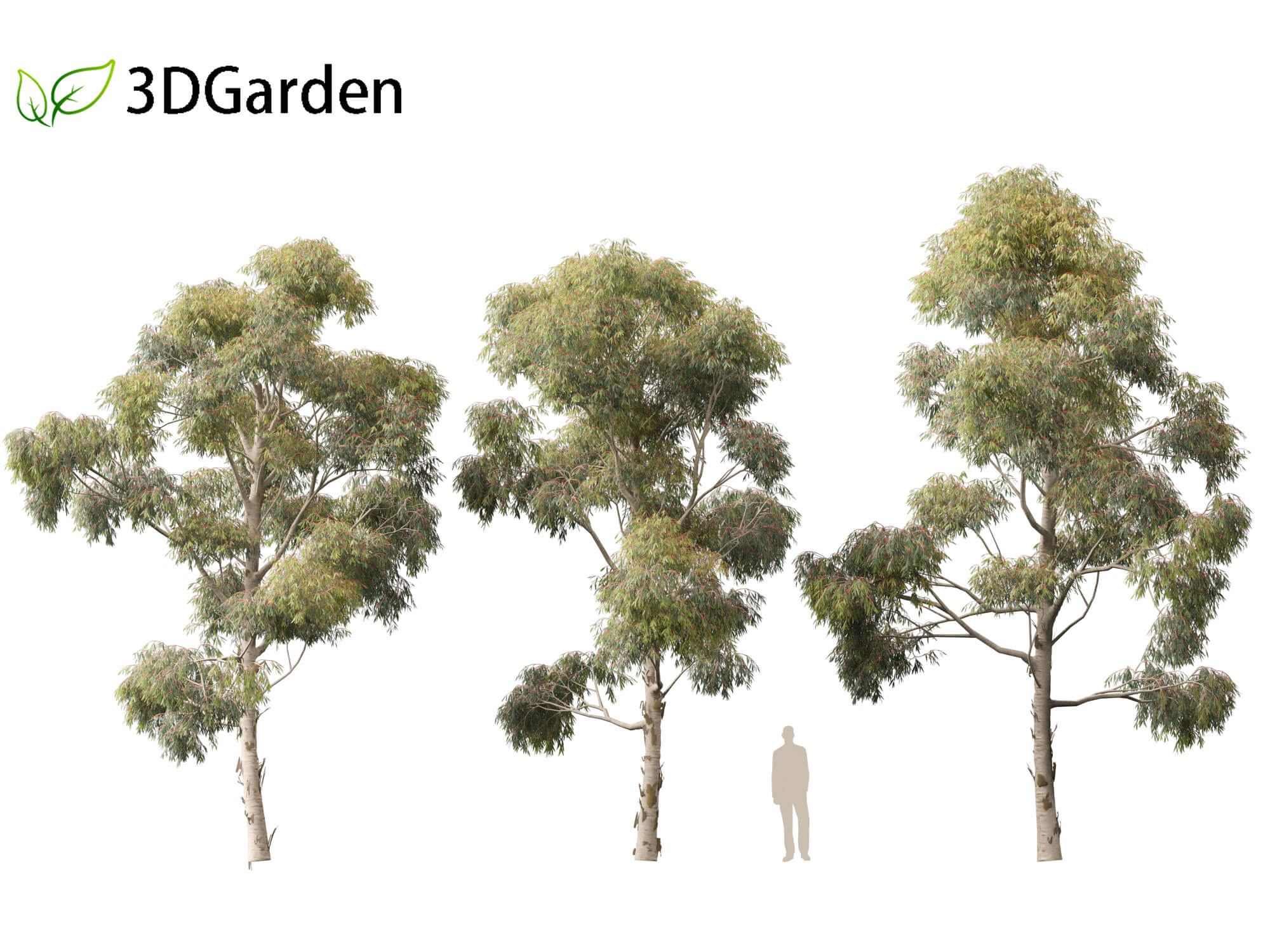 Eucalyptus Globulus - Southern Blue Gum 3D Model by 3dgardenplants