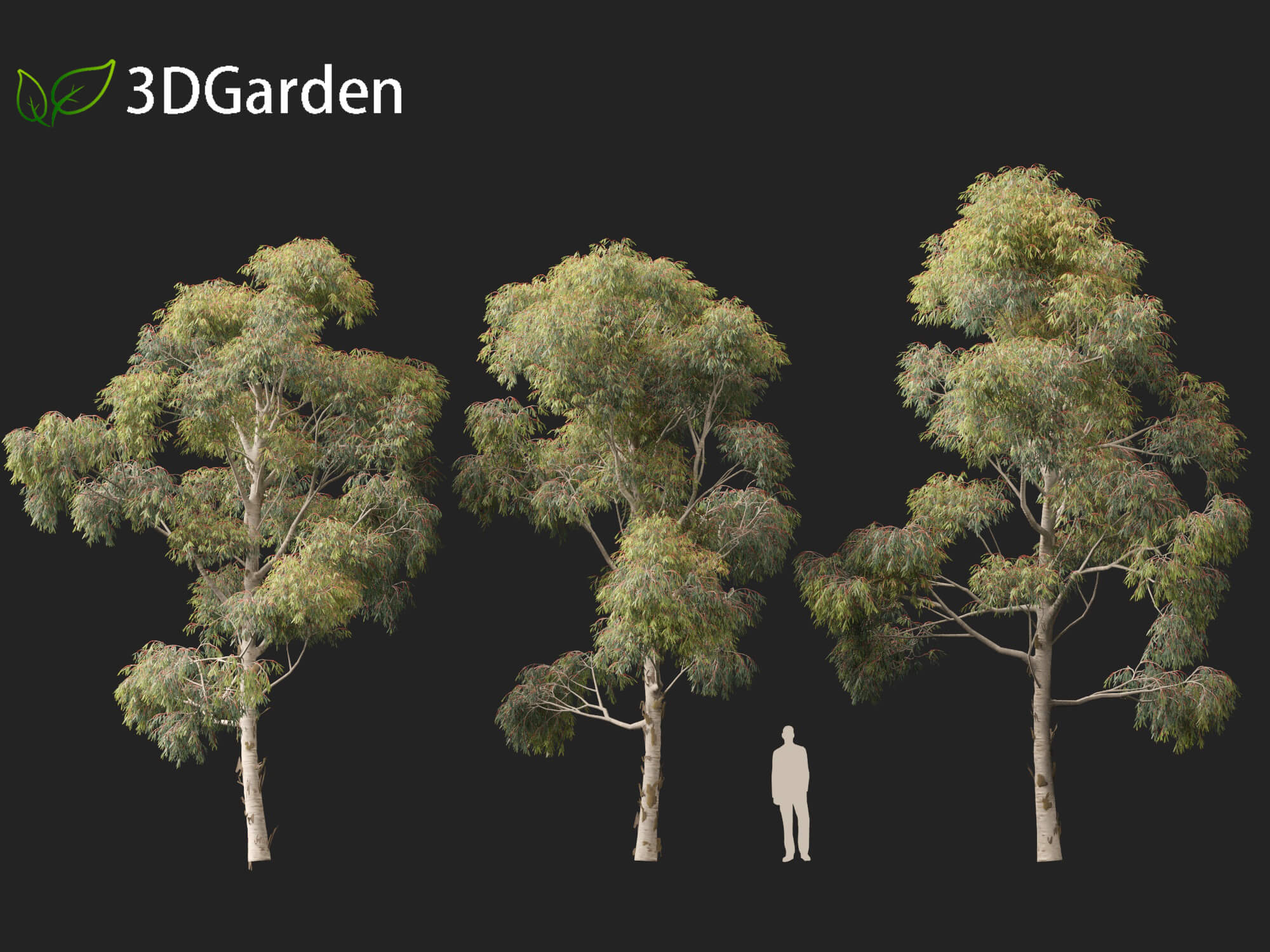 Eucalyptus Globulus - Southern Blue Gum 3D Model by 3dgardenplants