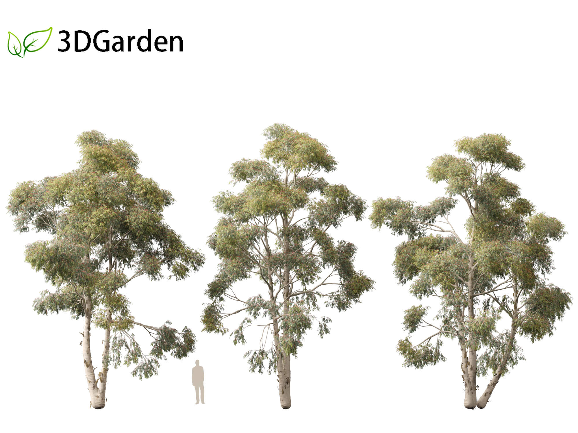 Eucalyptus Globulus - Southern Blue Gum 3D Model by 3dgardenplants