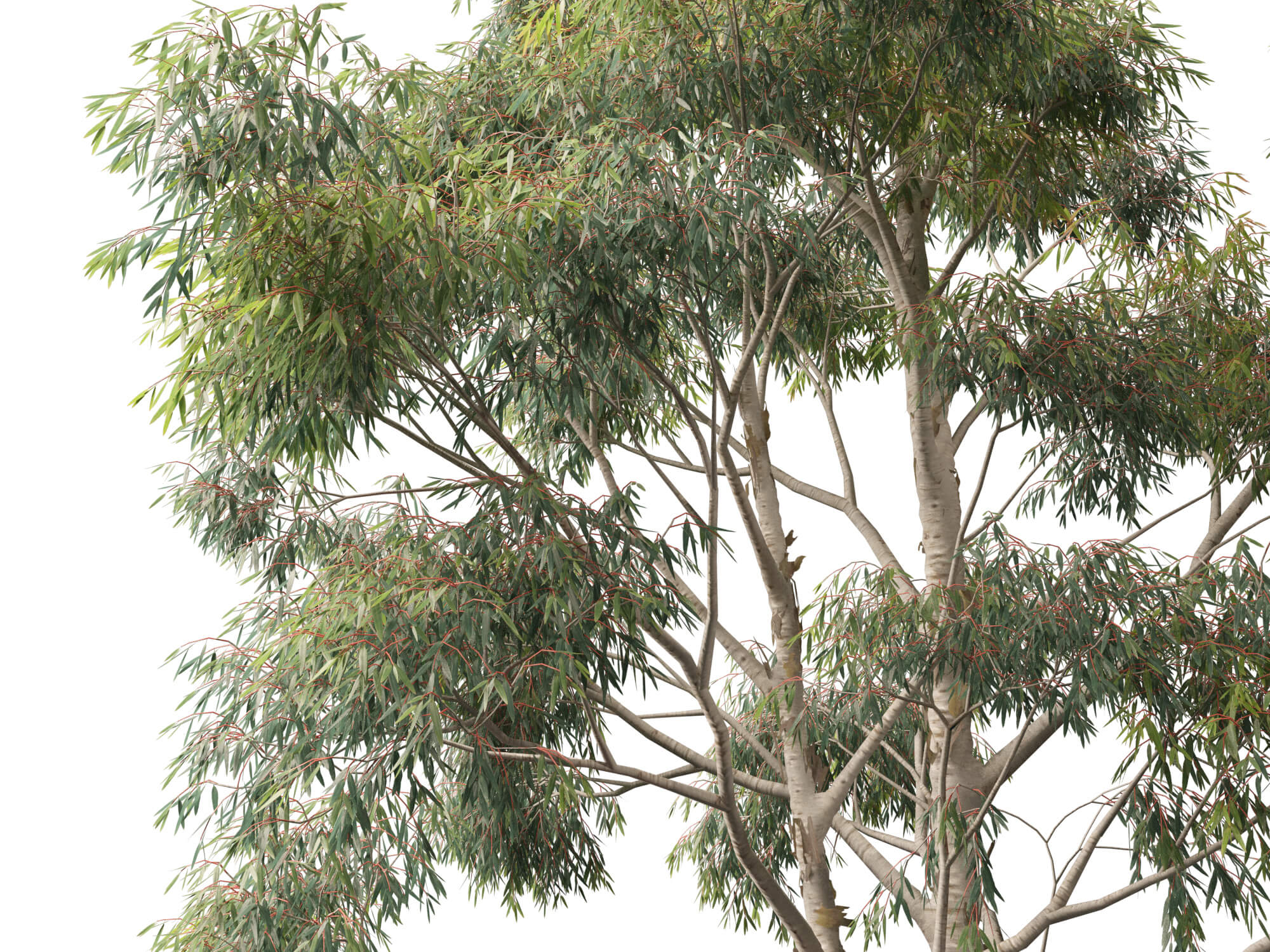 Eucalyptus Globulus - Southern Blue Gum 3D Model by 3dgardenplants