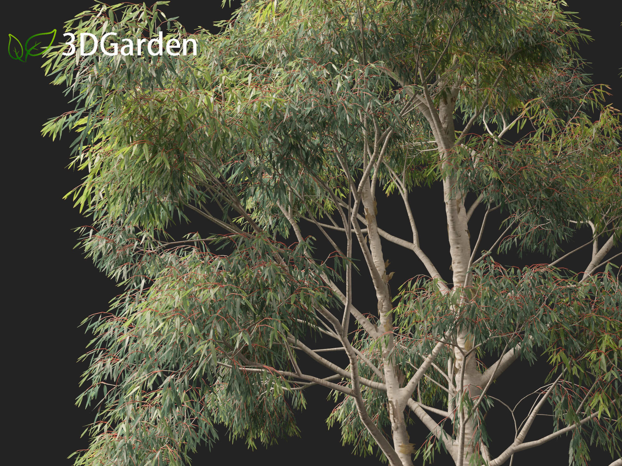 Eucalyptus Globulus - Southern Blue Gum 3D Model by 3dgardenplants