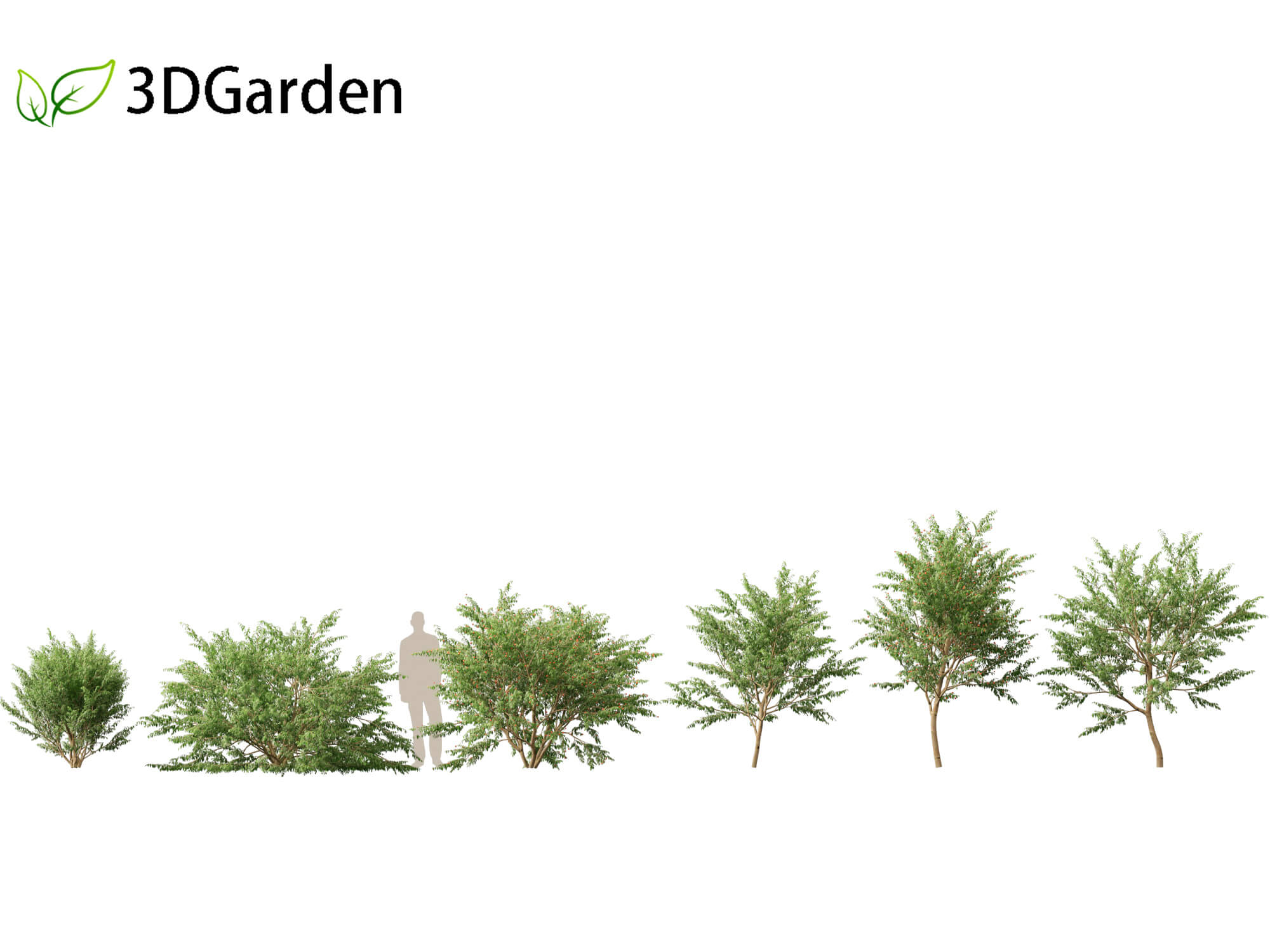 Eugenia Uniflora – Surinam Cherry - 3D Model by 3dgardenplants