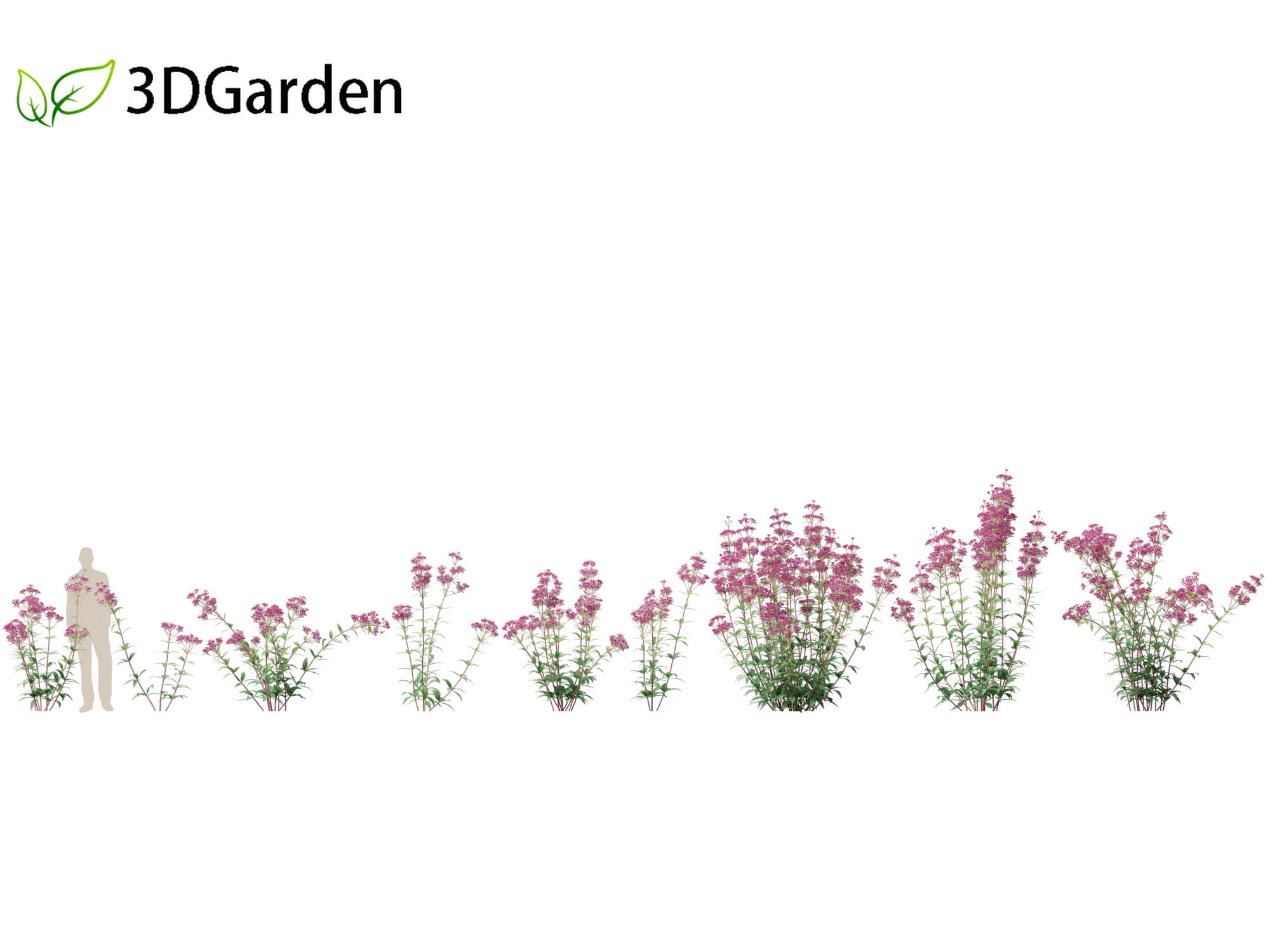 Eupatorium Purpureum - Purple Joe-Pye Weed 3D Model by 3dgardenplants
