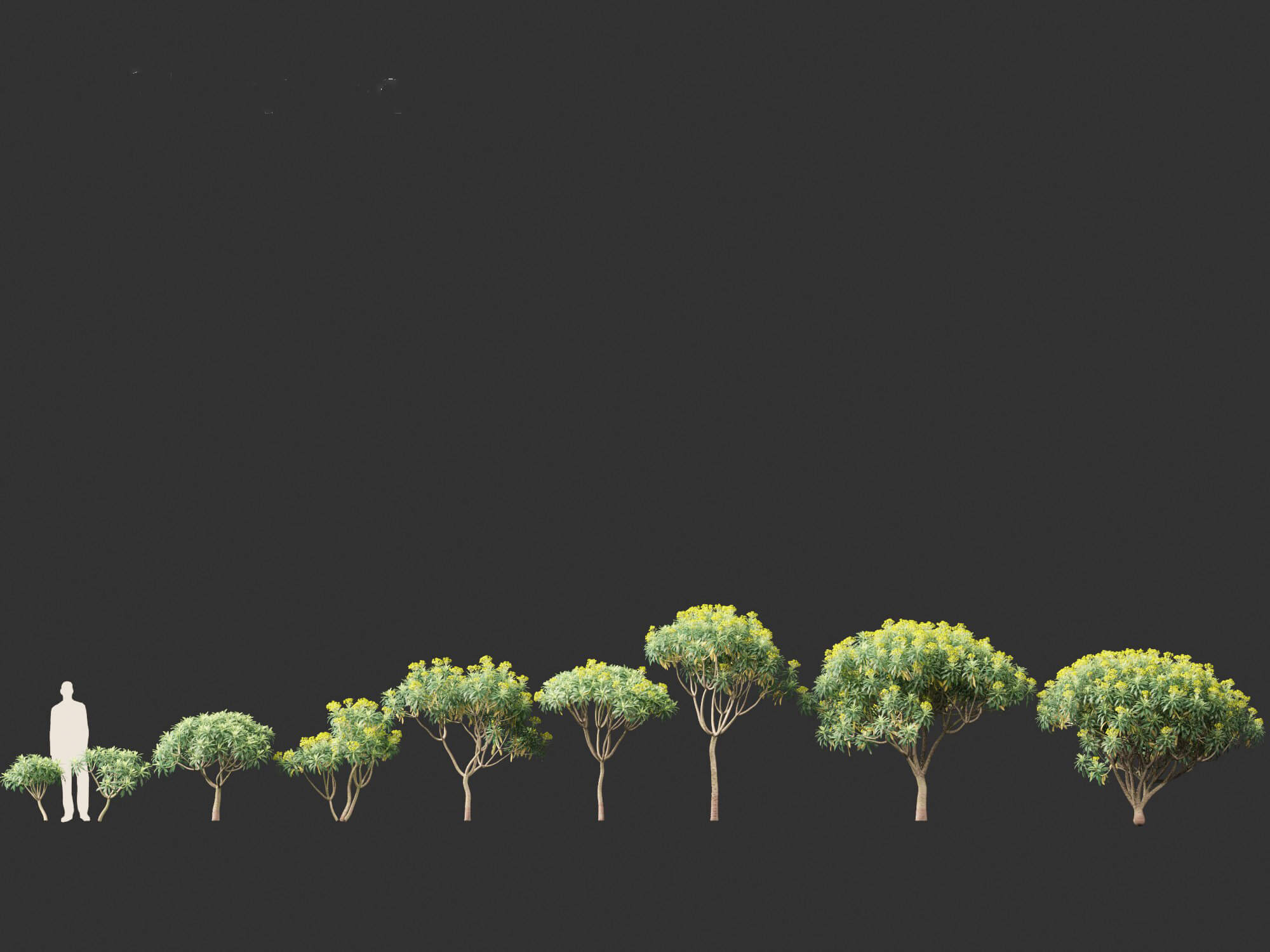 Euphorbia Bourgeana - Tree Euphoria 3D Model by 3dgardenplants