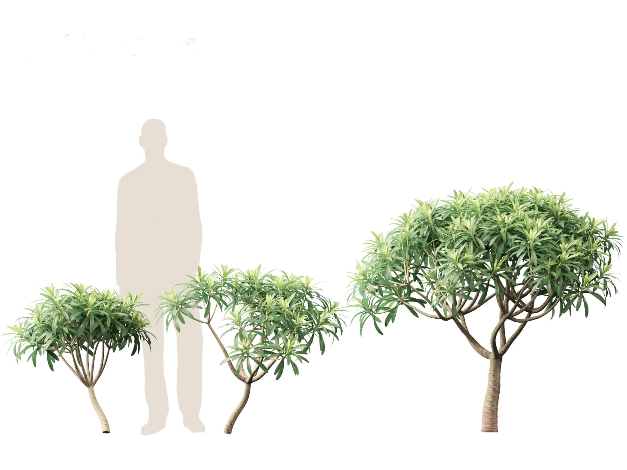 Euphorbia Bourgeana - Tree Euphoria 3D Model by 3dgardenplants