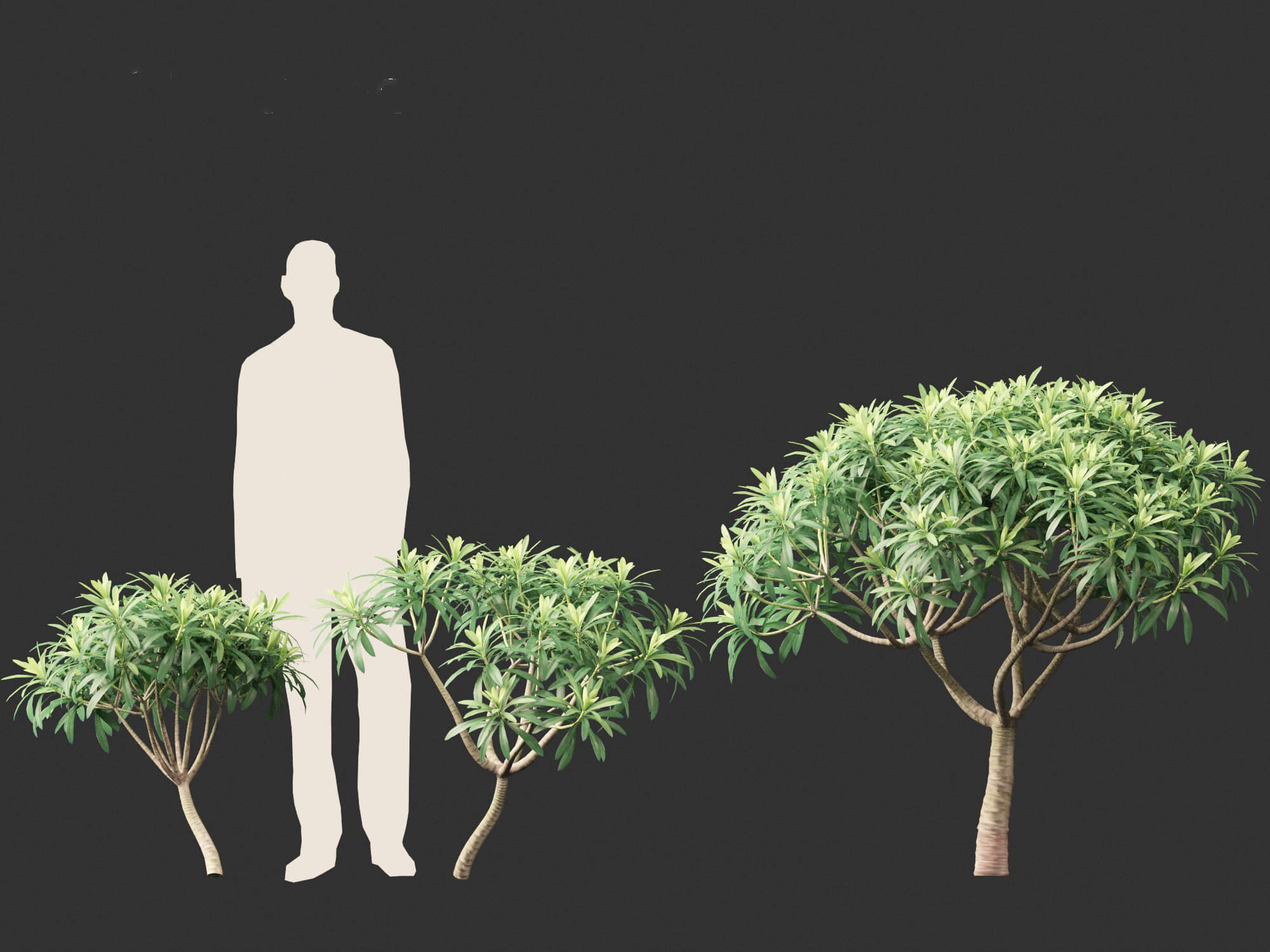 Euphorbia Bourgeana - Tree Euphoria 3D Model by 3dgardenplants