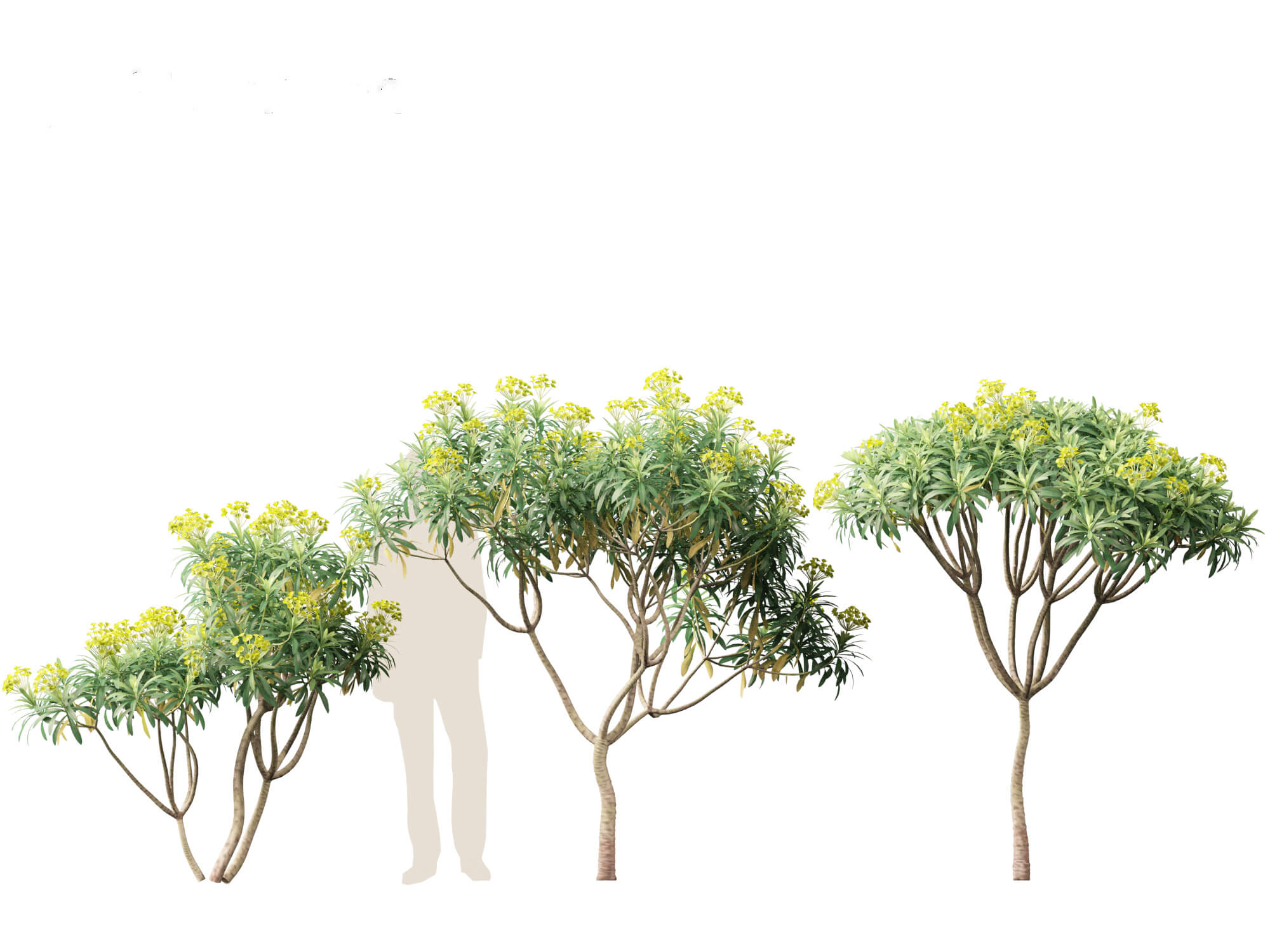Euphorbia Bourgeana - Tree Euphoria 3D Model by 3dgardenplants