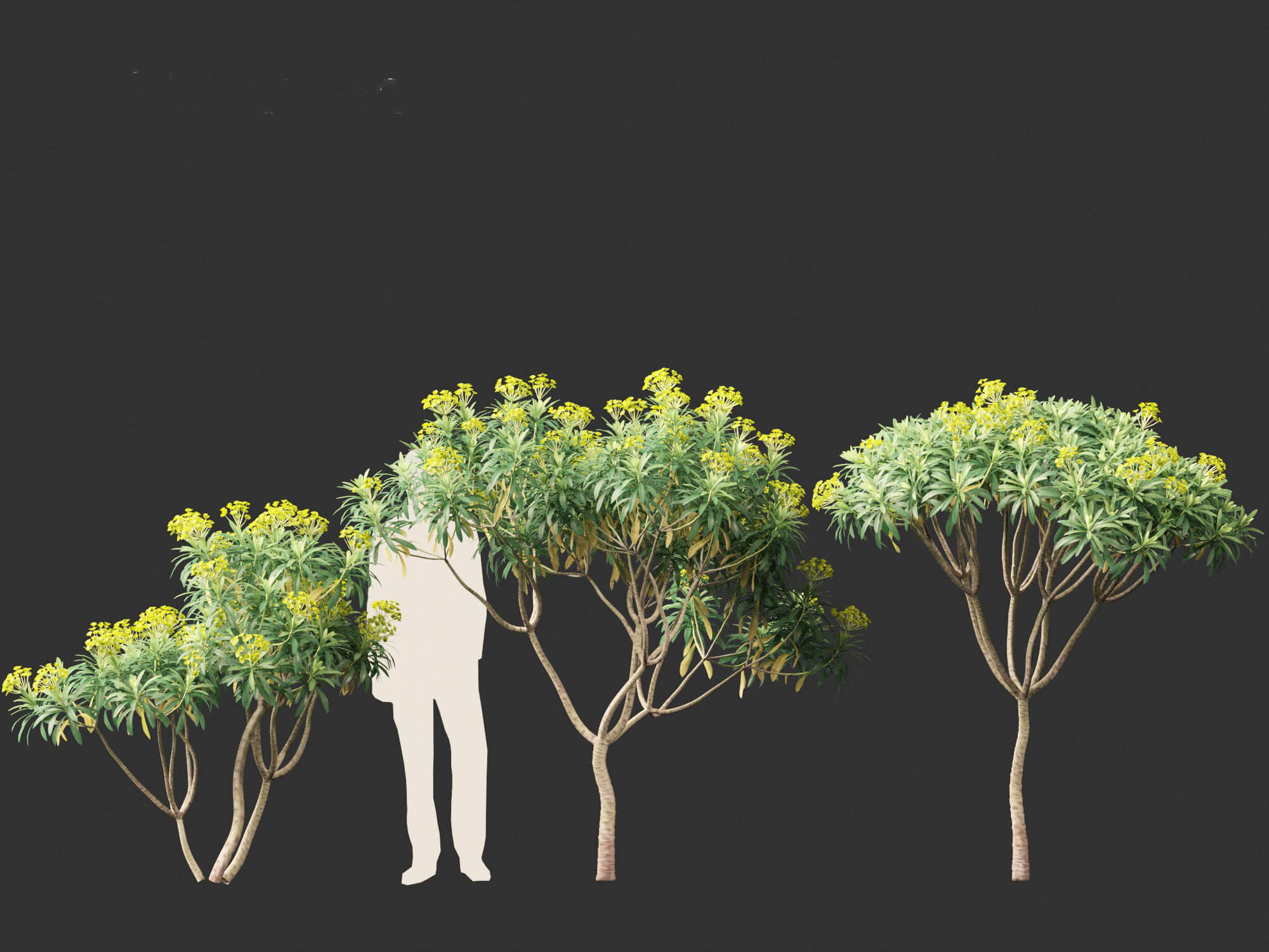 Euphorbia Bourgeana - Tree Euphoria 3D Model by 3dgardenplants