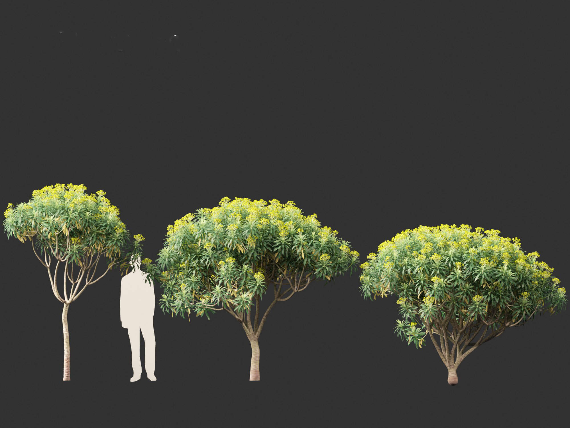 Euphorbia Bourgeana - Tree Euphoria 3D Model by 3dgardenplants