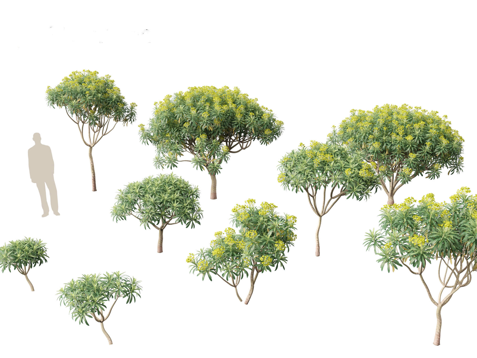 Euphorbia Bourgeana - Tree Euphoria 3D Model by 3dgardenplants