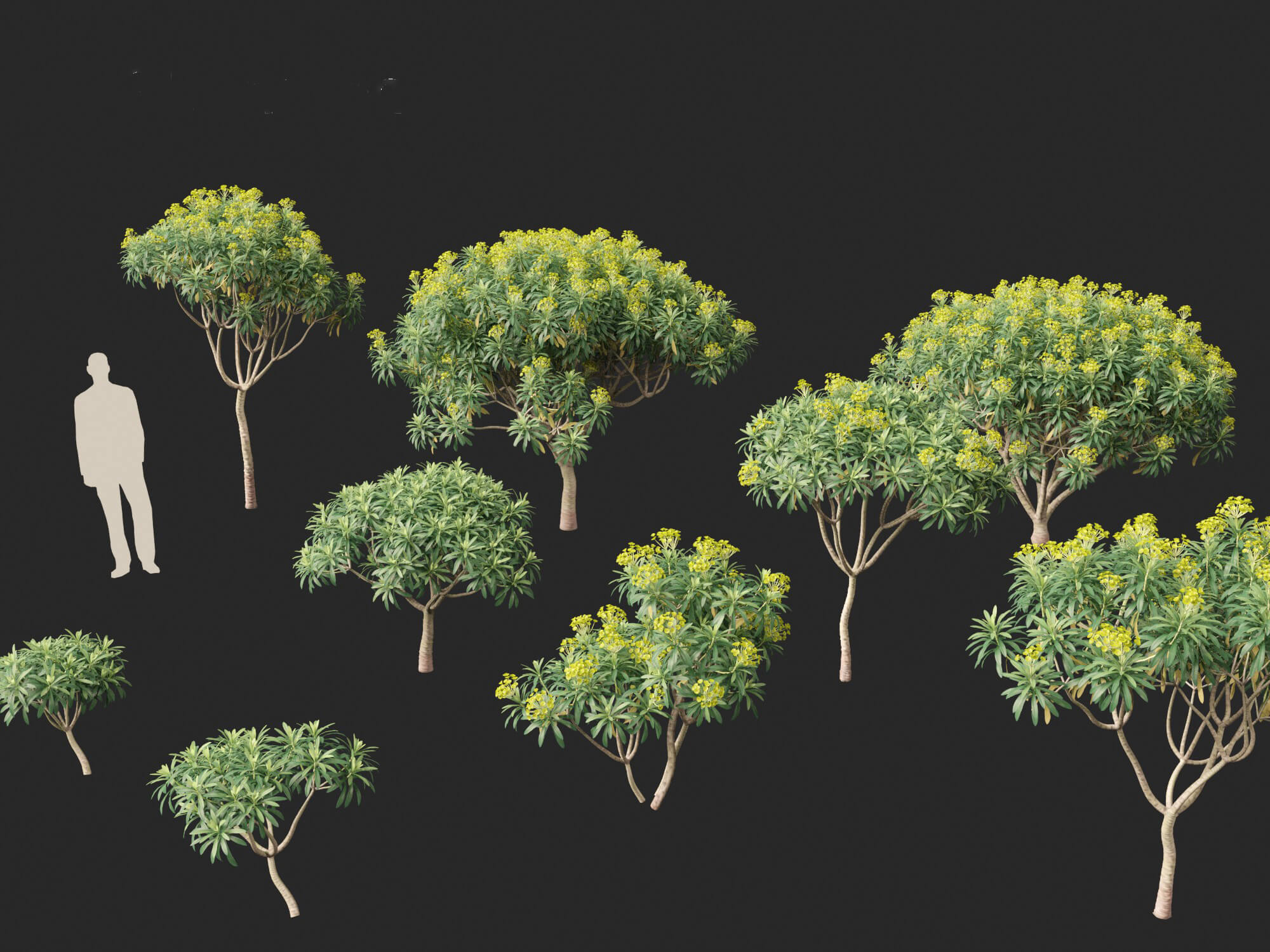 Euphorbia Bourgeana - Tree Euphoria 3D Model by 3dgardenplants