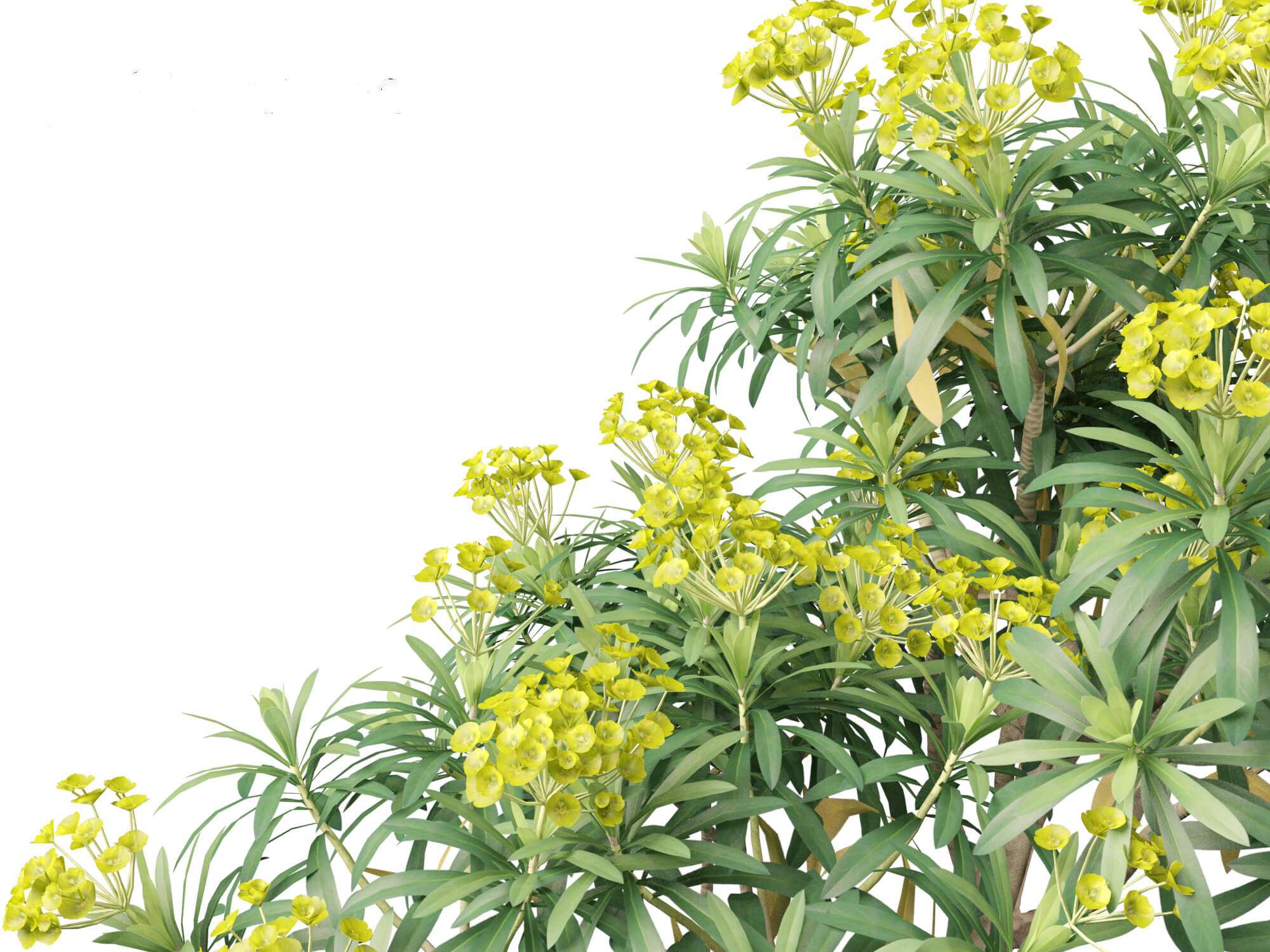 Euphorbia Bourgeana - Tree Euphoria 3D Model by 3dgardenplants