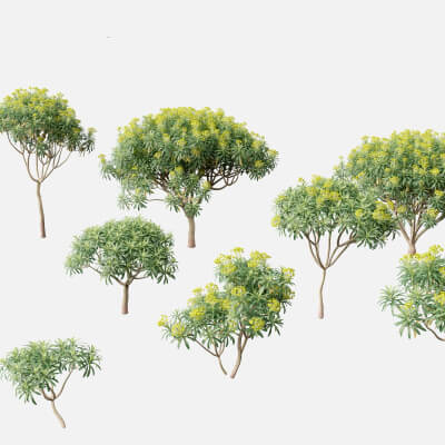 Euphorbia Bourgeana - Tree Euphoria 3D Model by 3dgardenplants
