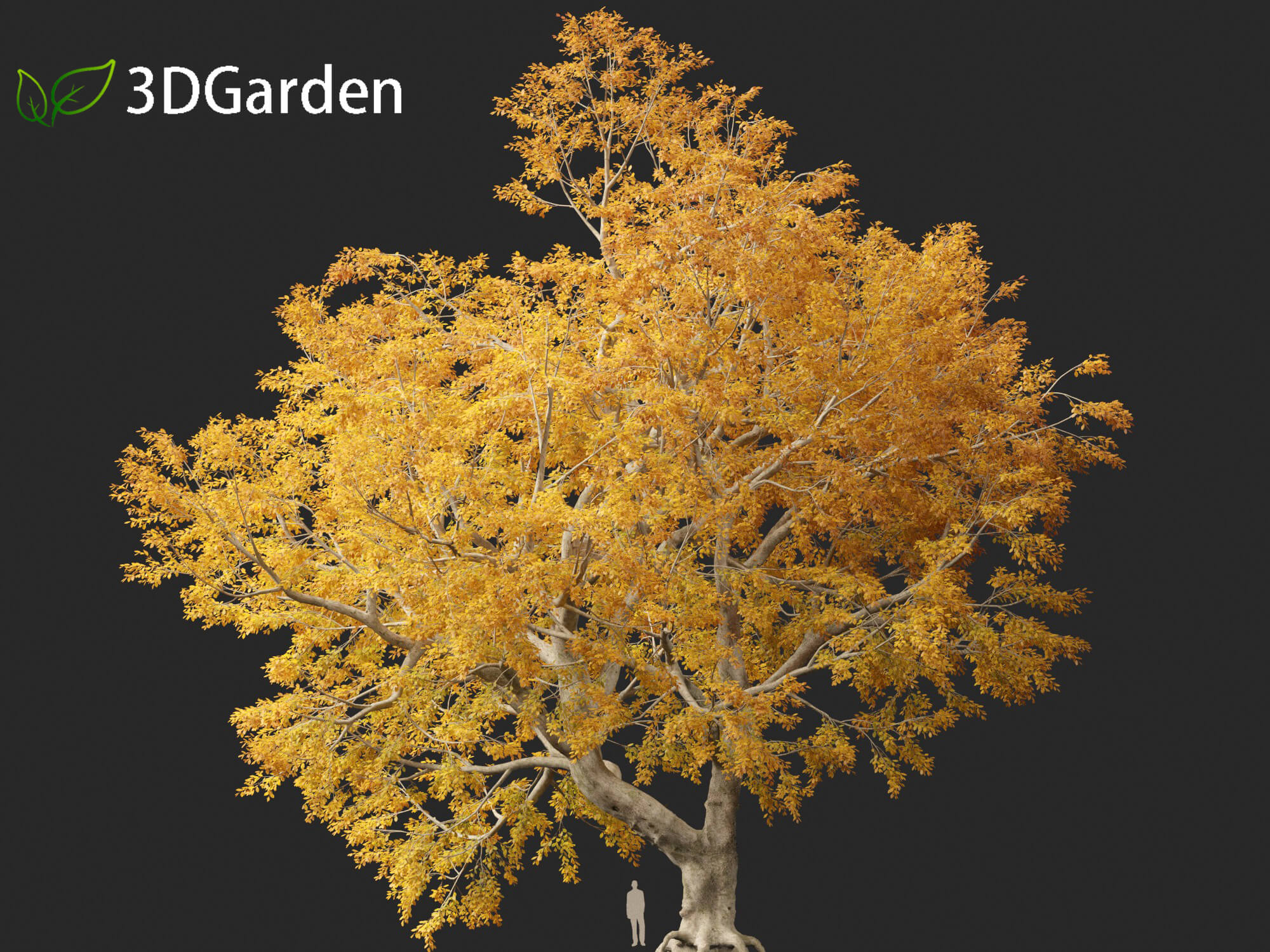Fagus Sylvatica - European Beech 03 3D Model by 3dgardenplants
