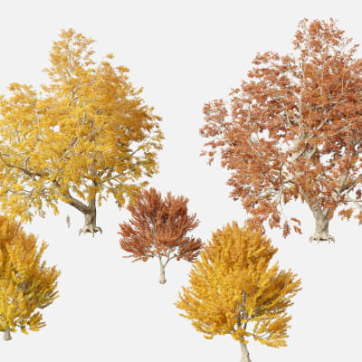Fagus Sylvatica - European Beech 03 3D Model by 3dgardenplants