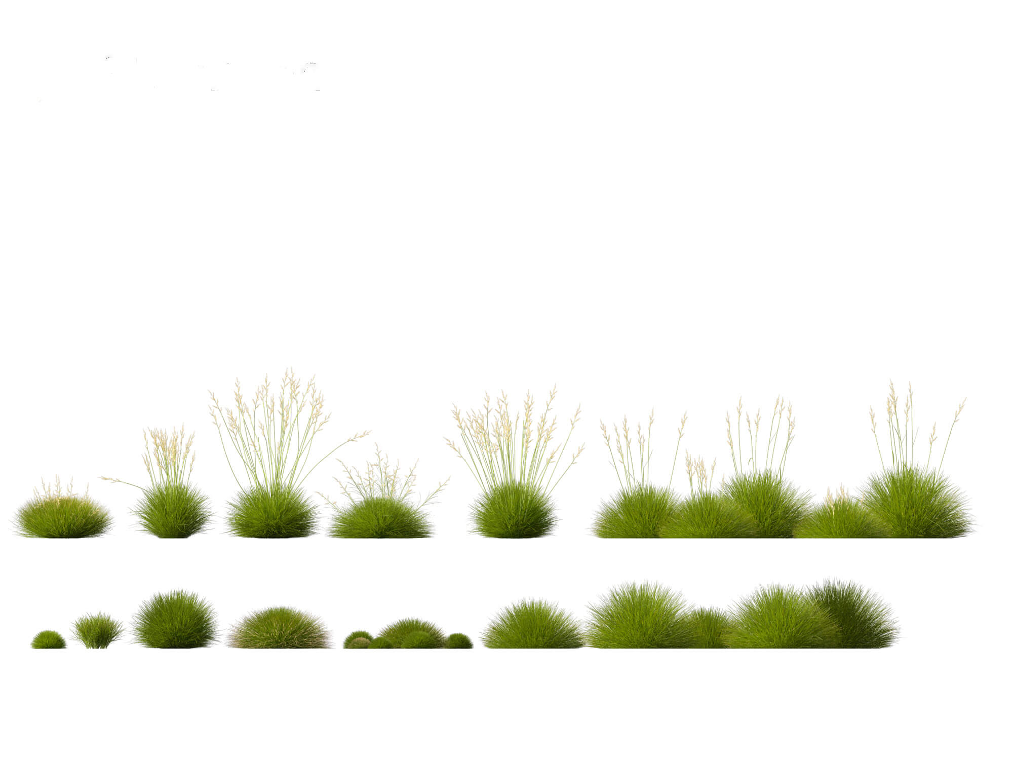 Festuca Gautieri - Bearskin Fescue 3D Model by 3dgardenplants