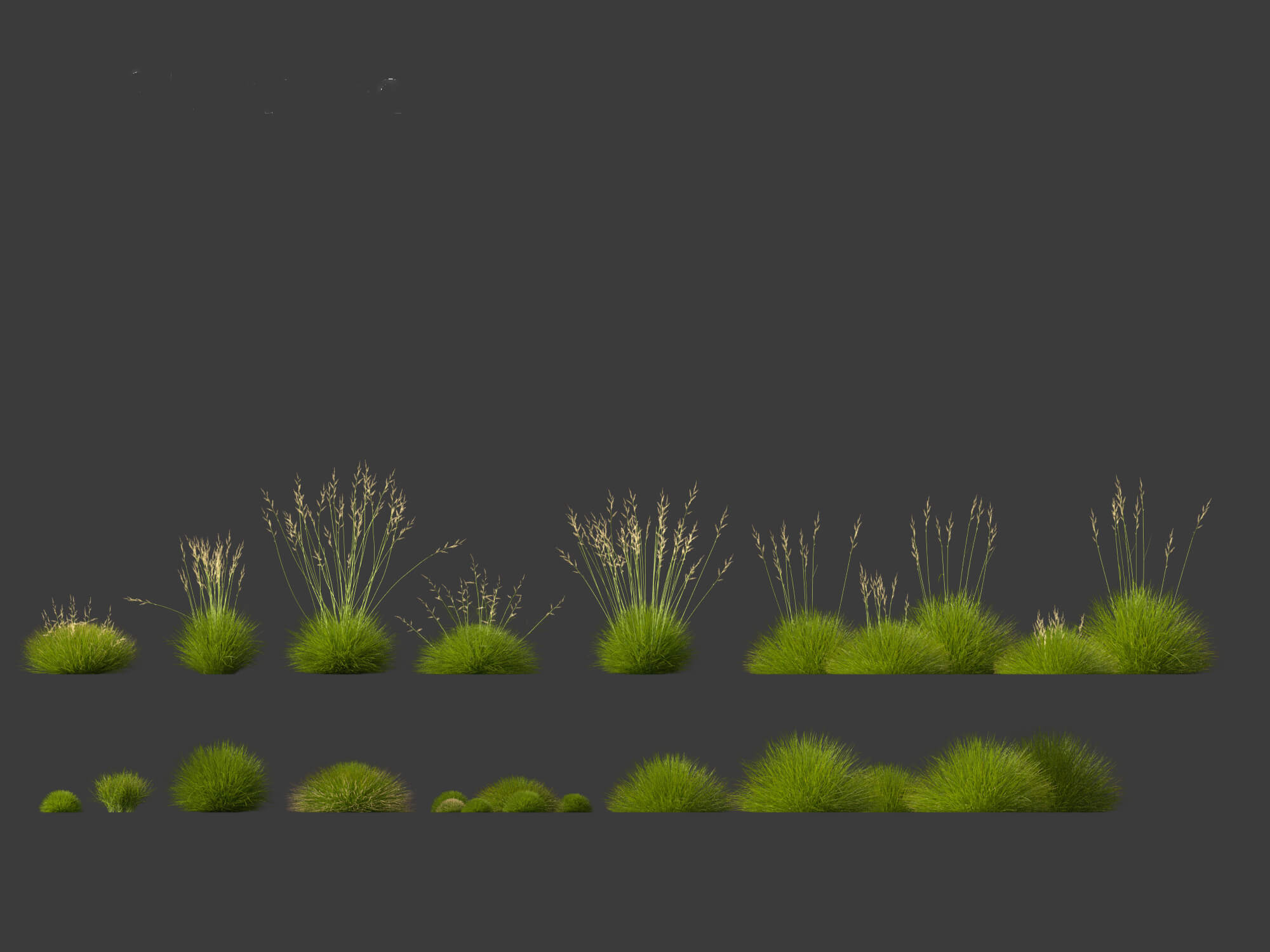 Festuca Gautieri - Bearskin Fescue 3D Model by 3dgardenplants
