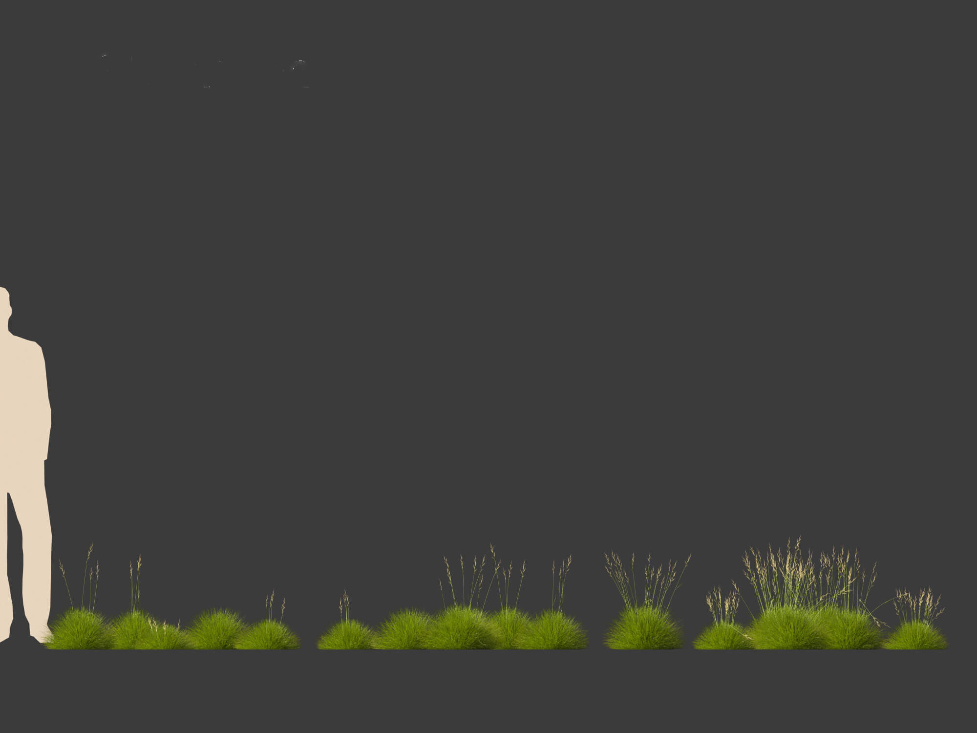 Festuca Gautieri - Bearskin Fescue 3D Model by 3dgardenplants