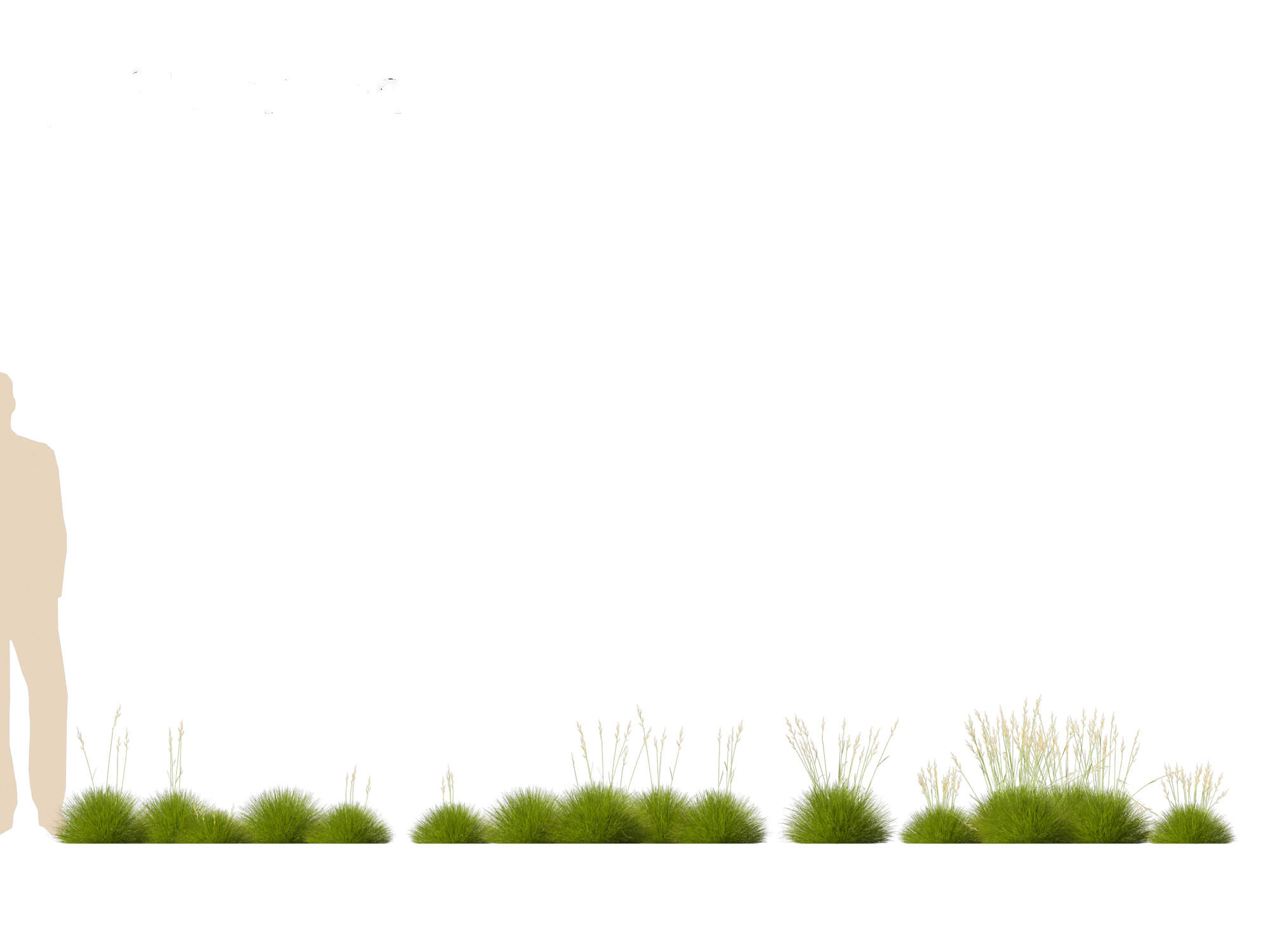 Festuca Gautieri - Bearskin Fescue 3D Model by 3dgardenplants