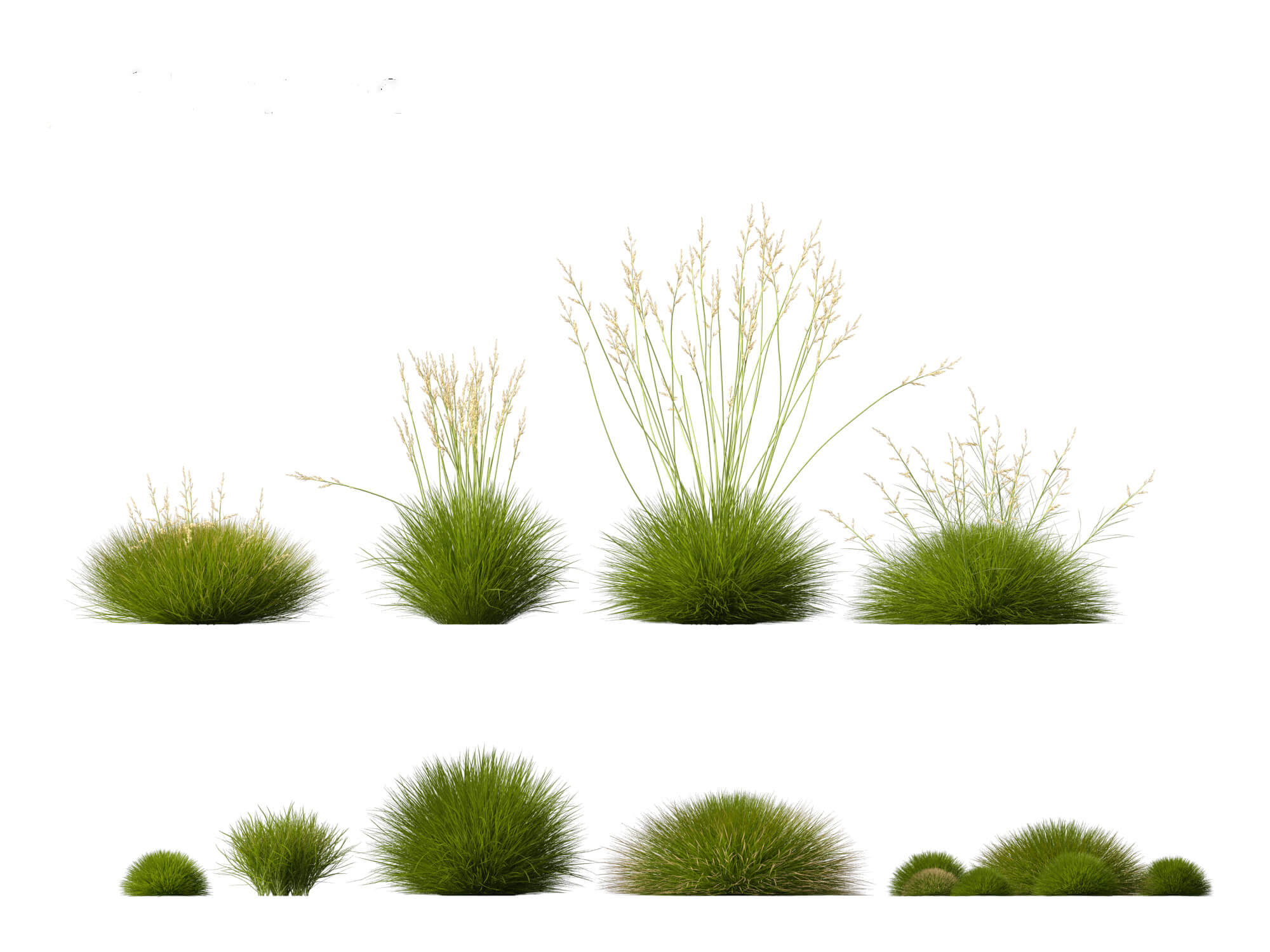 Festuca Gautieri - Bearskin Fescue 3D Model by 3dgardenplants