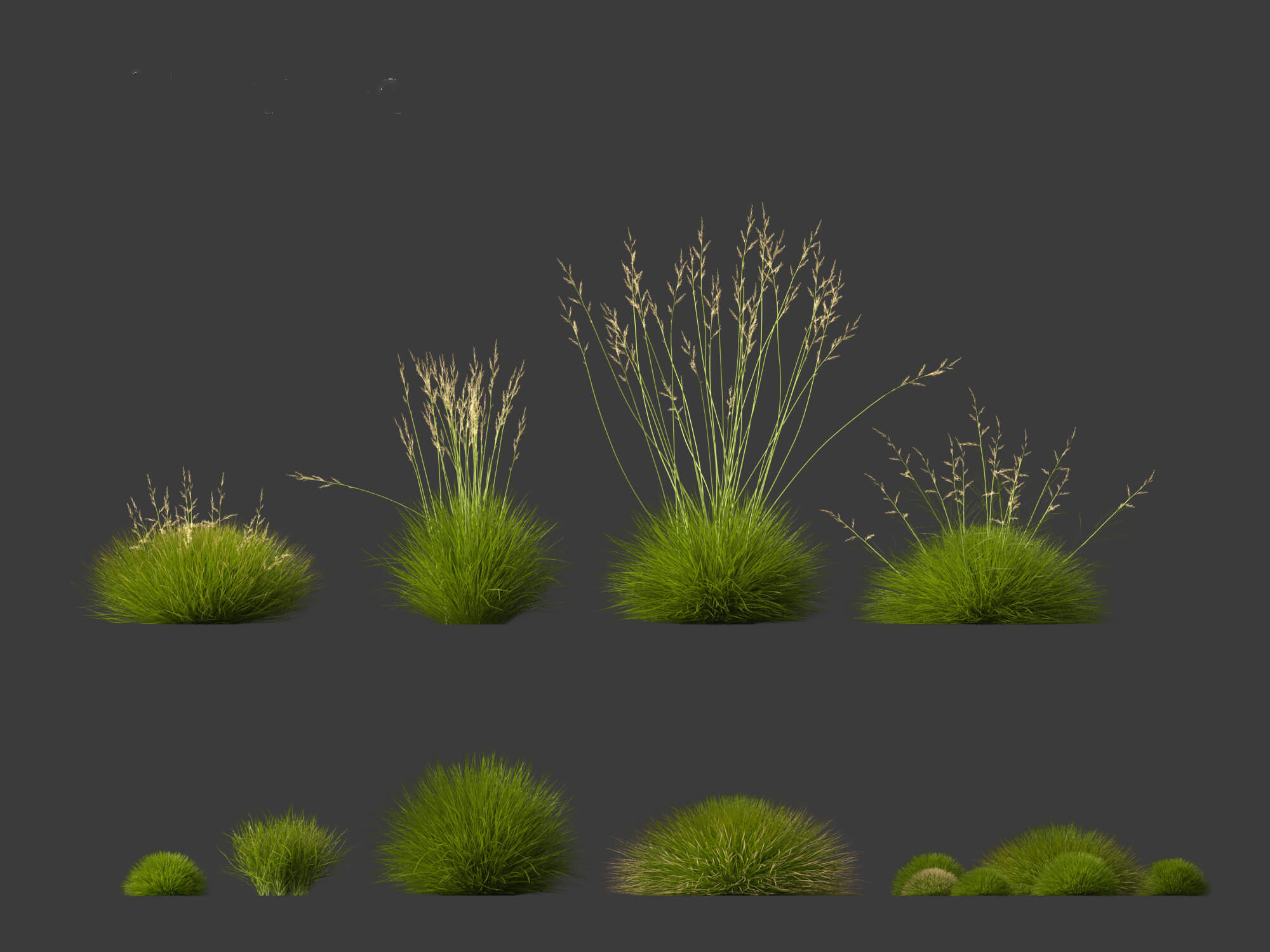 Festuca Gautieri - Bearskin Fescue 3D Model by 3dgardenplants
