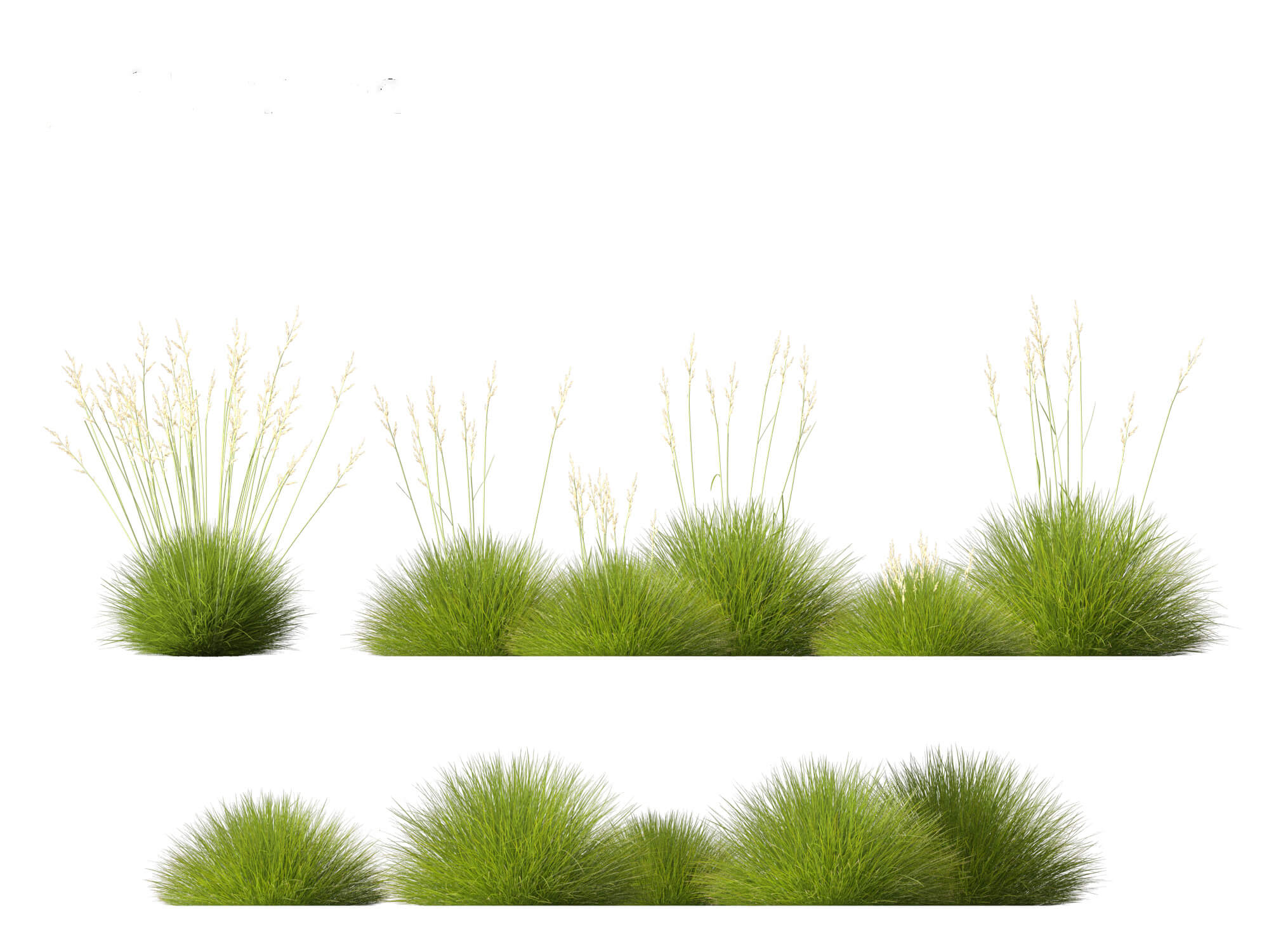 Festuca Gautieri - Bearskin Fescue 3D Model by 3dgardenplants