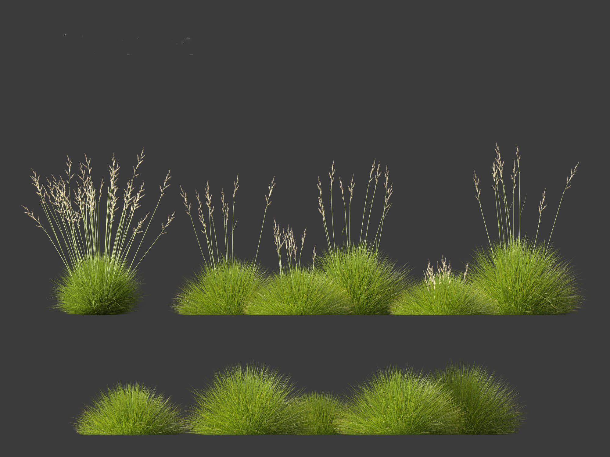 Festuca Gautieri - Bearskin Fescue 3D Model by 3dgardenplants