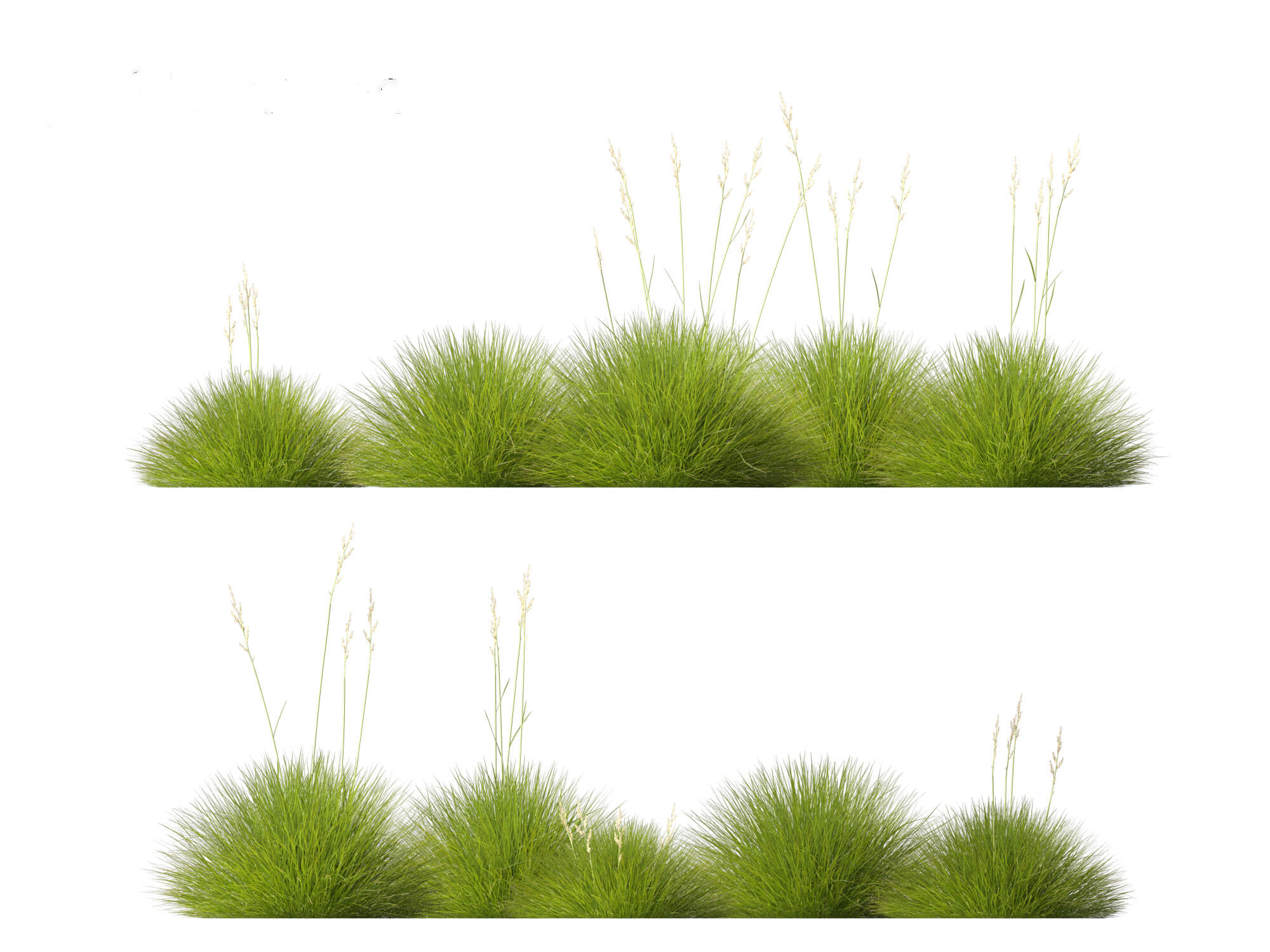 Festuca Gautieri - Bearskin Fescue 3D Model by 3dgardenplants