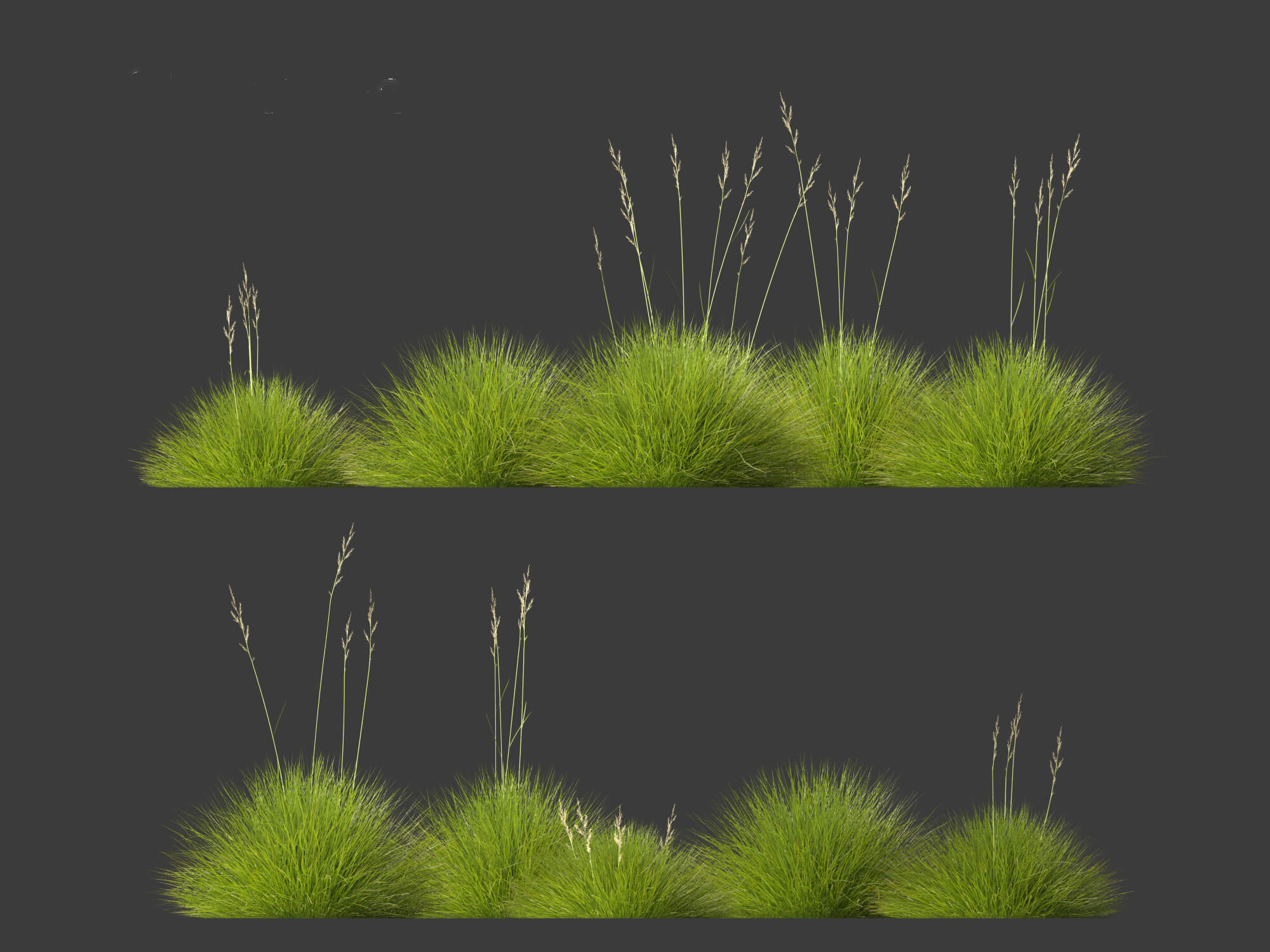 Festuca Gautieri - Bearskin Fescue 3D Model by 3dgardenplants