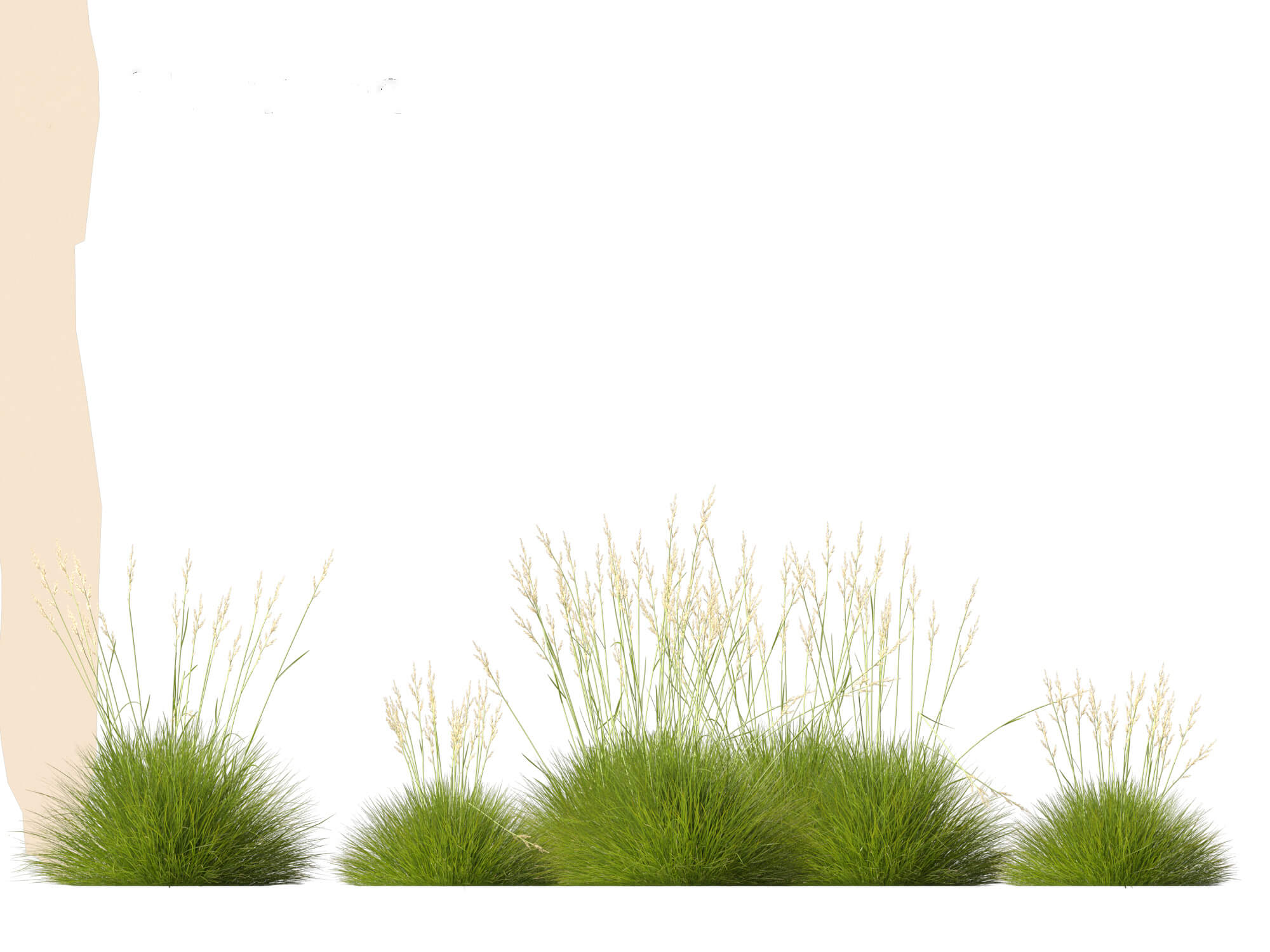 Festuca Gautieri - Bearskin Fescue 3D Model by 3dgardenplants