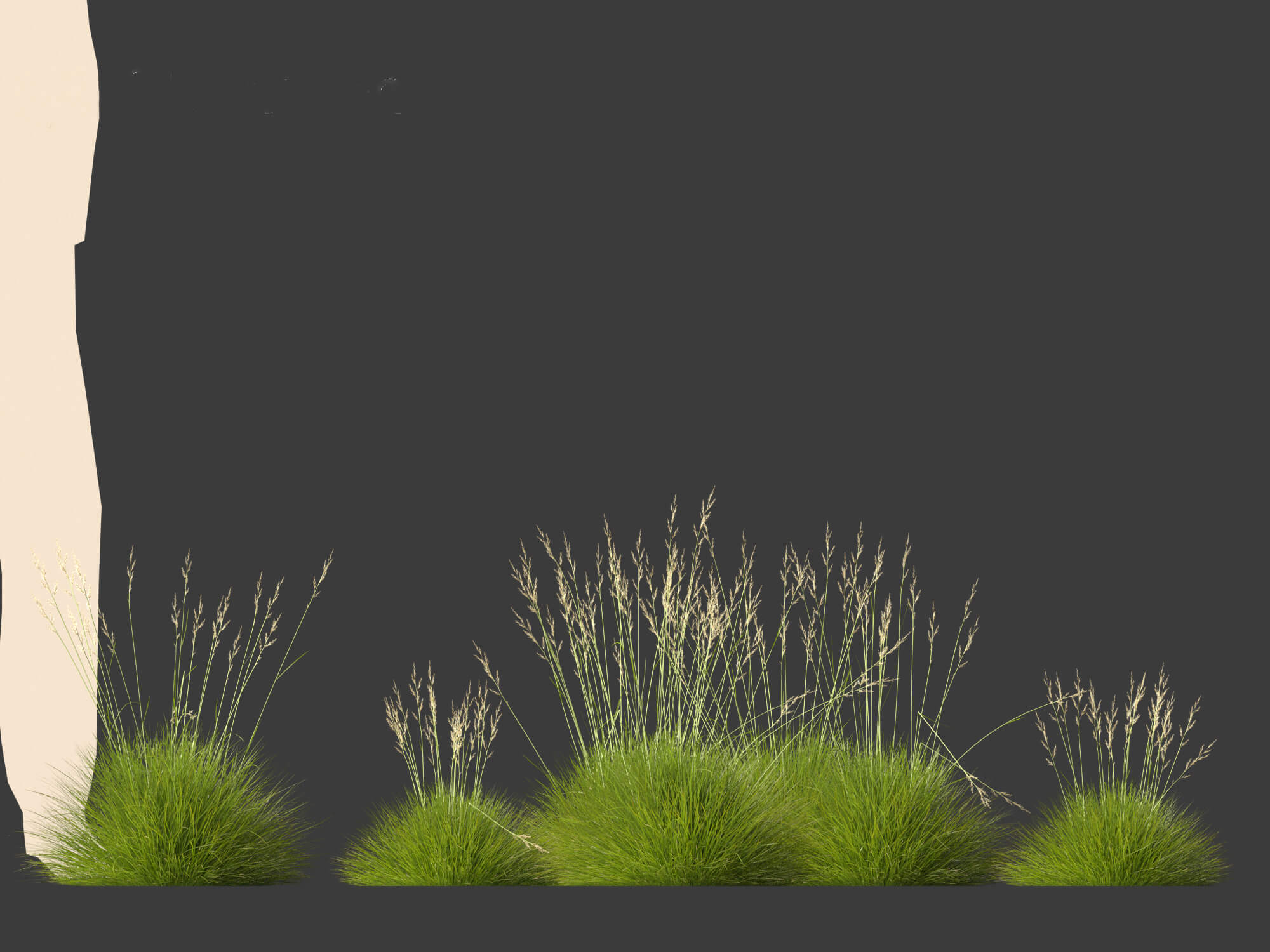 Festuca Gautieri - Bearskin Fescue 3D Model by 3dgardenplants