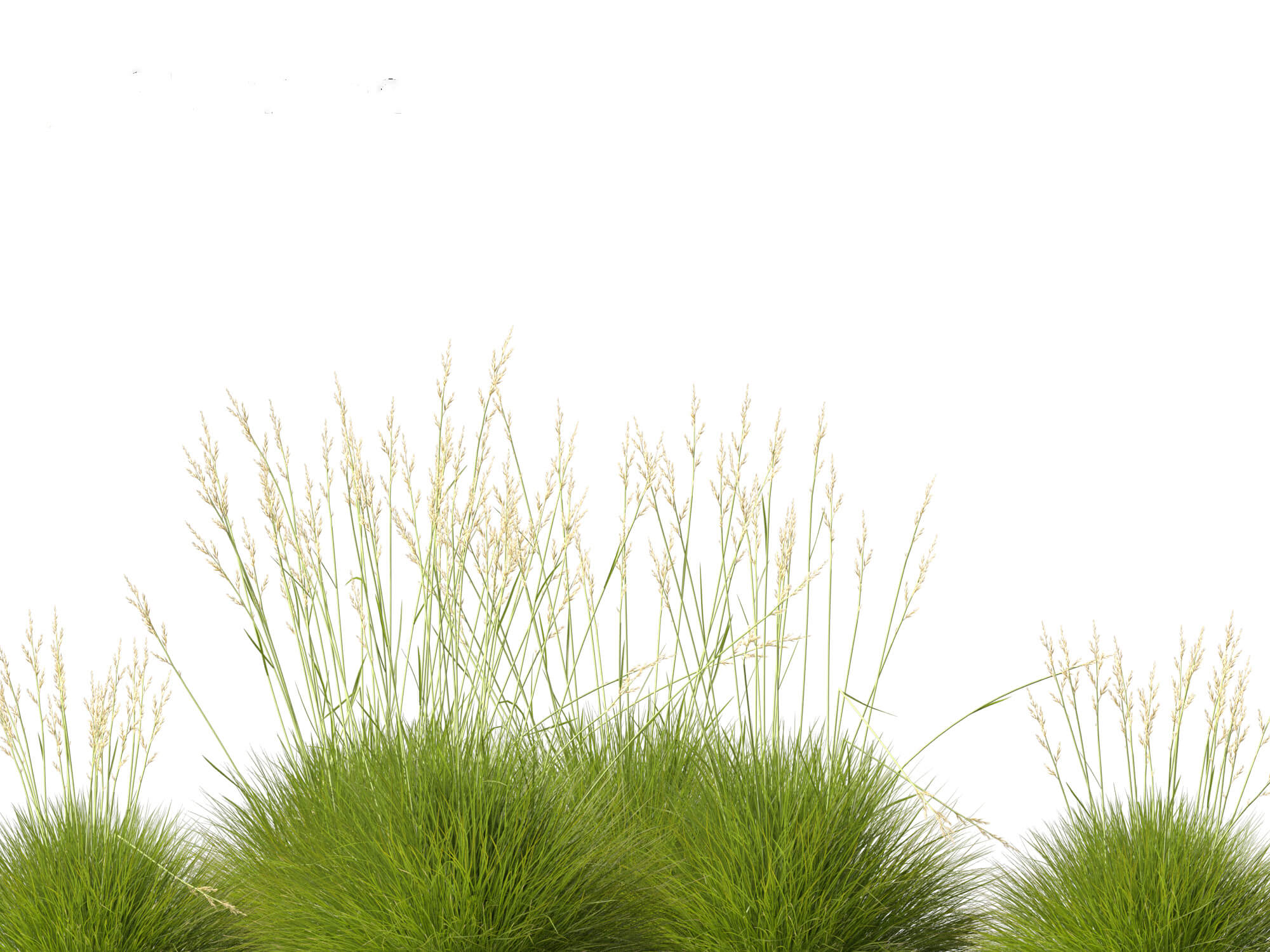 Festuca Gautieri - Bearskin Fescue 3D Model by 3dgardenplants