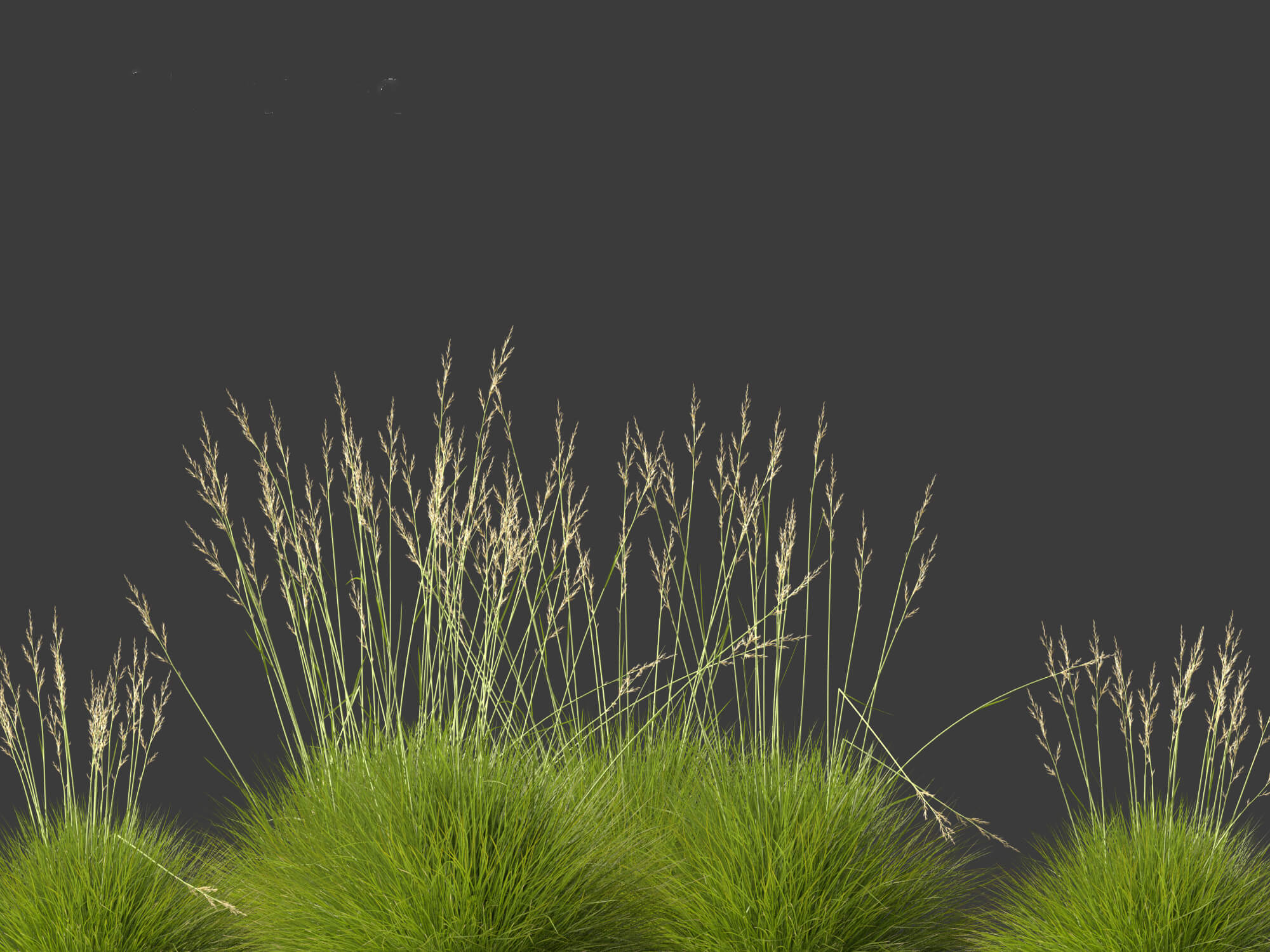 Festuca Gautieri - Bearskin Fescue 3D Model by 3dgardenplants