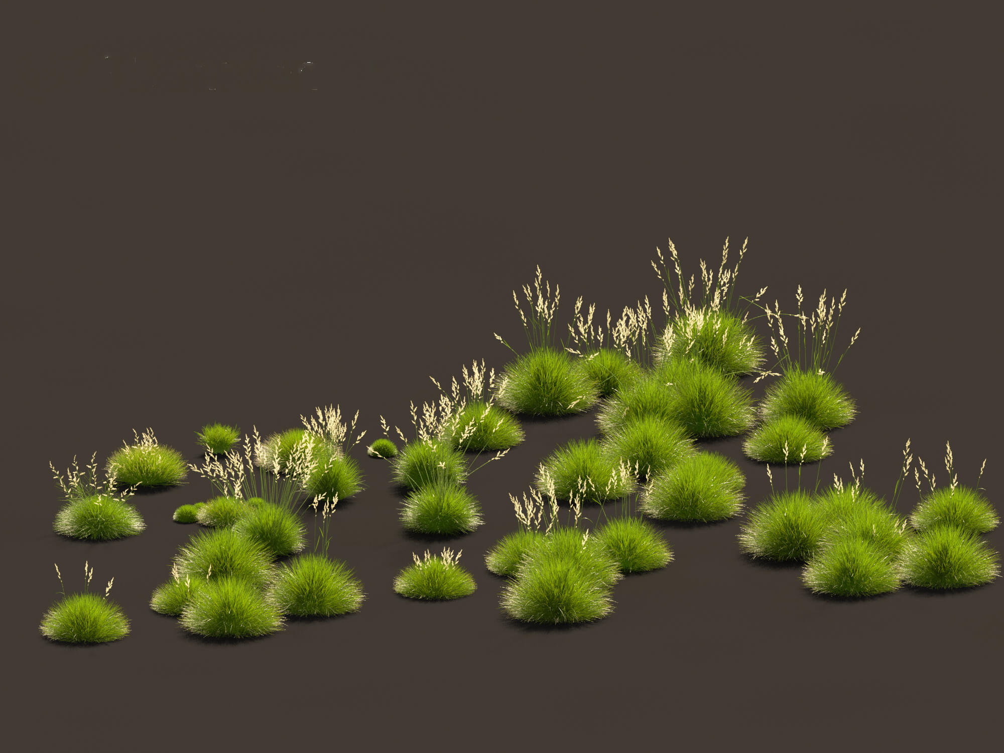 Festuca Gautieri - Bearskin Fescue 3D Model by 3dgardenplants