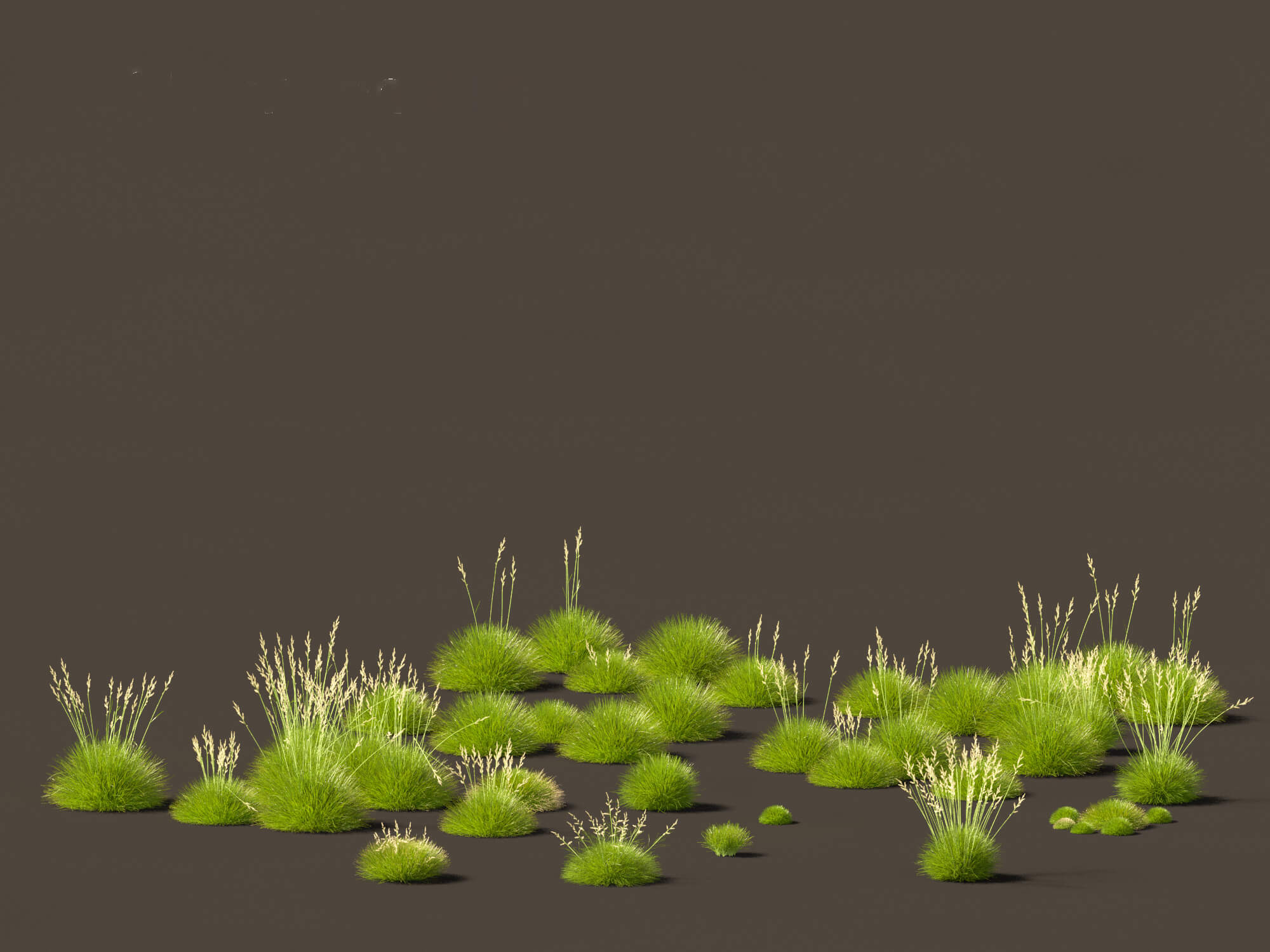 Festuca Gautieri - Bearskin Fescue 3D Model by 3dgardenplants