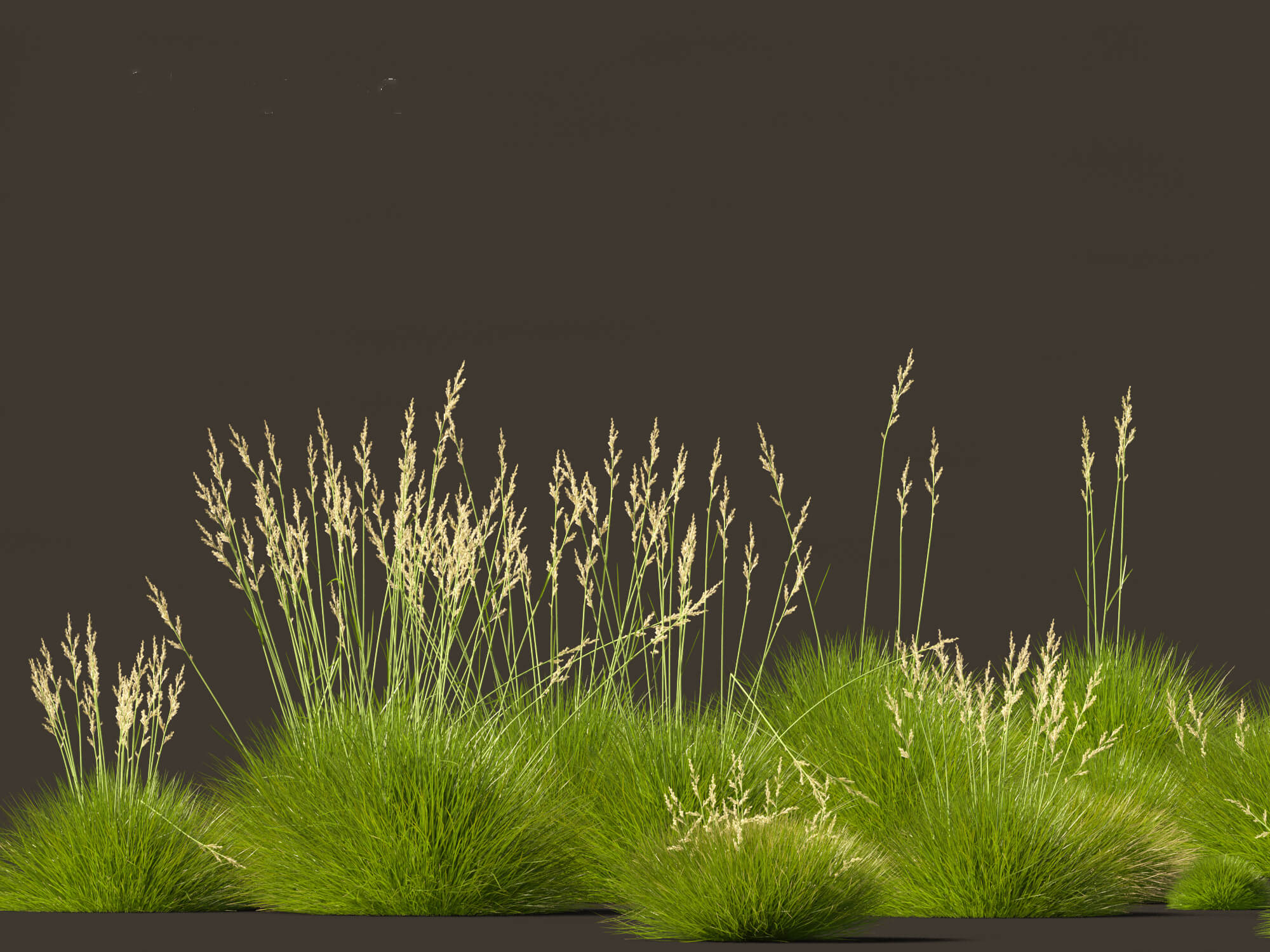 Festuca Gautieri - Bearskin Fescue 3D Model by 3dgardenplants