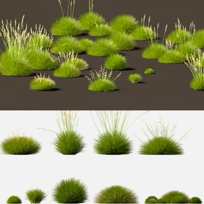 Festuca Gautieri - Bearskin Fescue 3D Model by 3dgardenplants