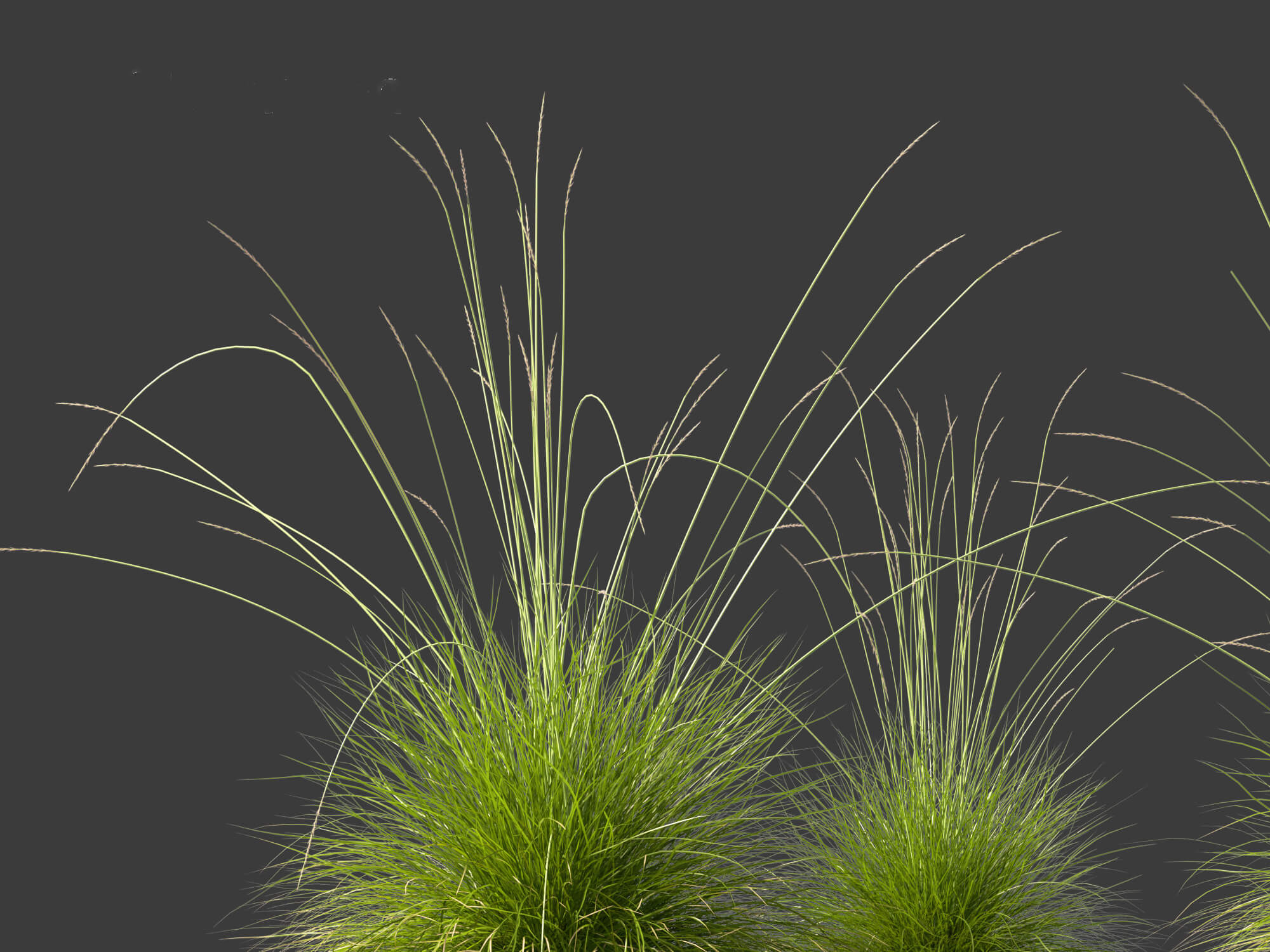 Festuca Mairei - Mt Atlas Fescue 3D Model by 3dgardenplants