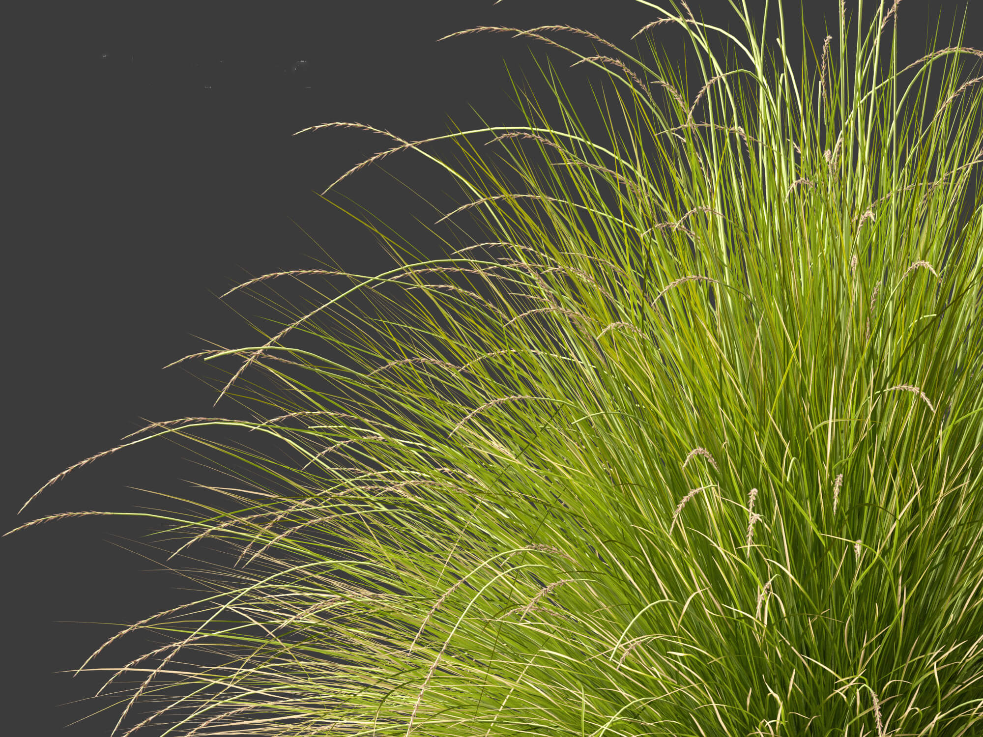 Festuca Mairei - Mt Atlas Fescue 3D Model by 3dgardenplants