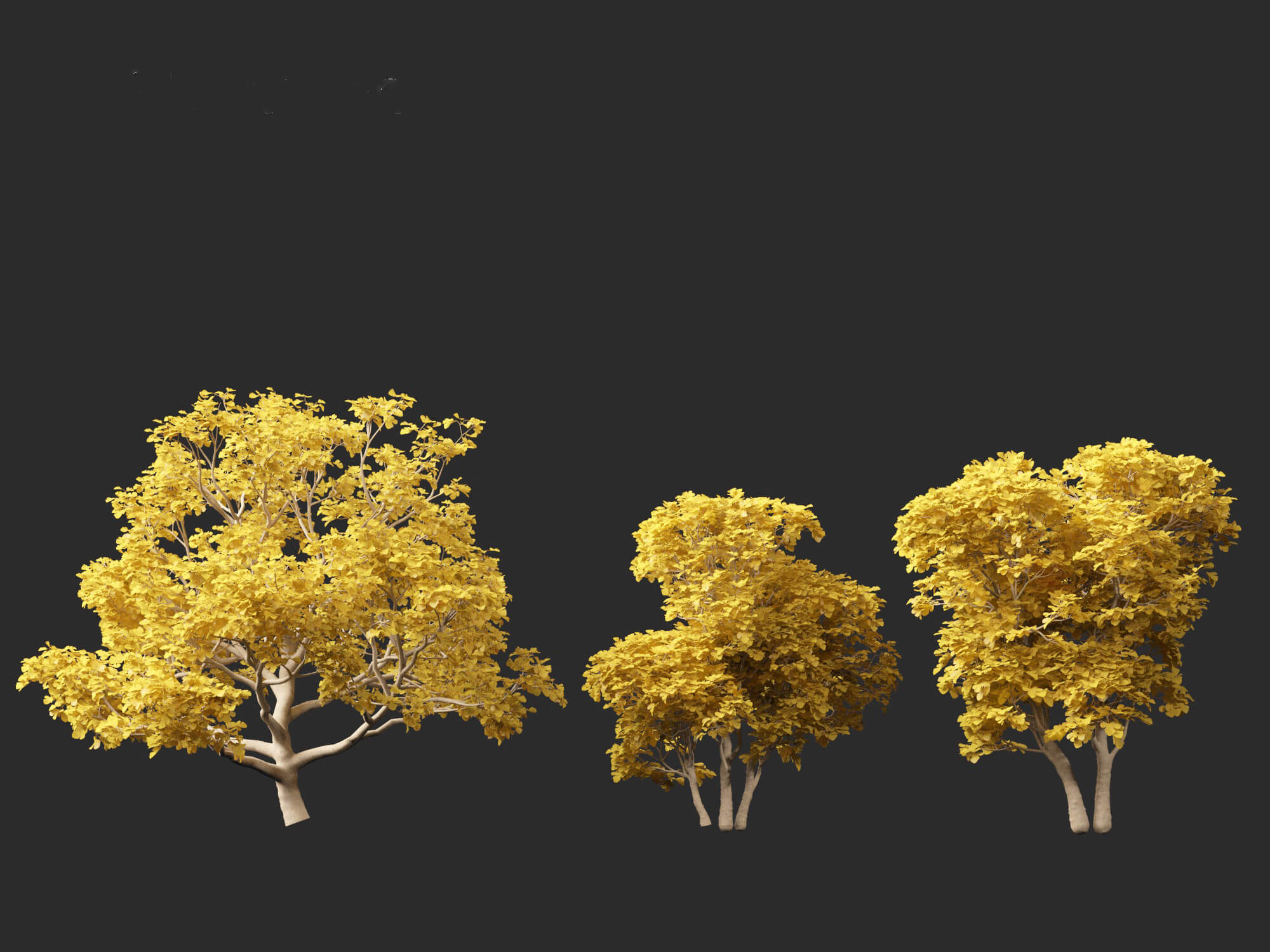 Ficus Carica - Common Fig 3D Model by 3dgardenplants