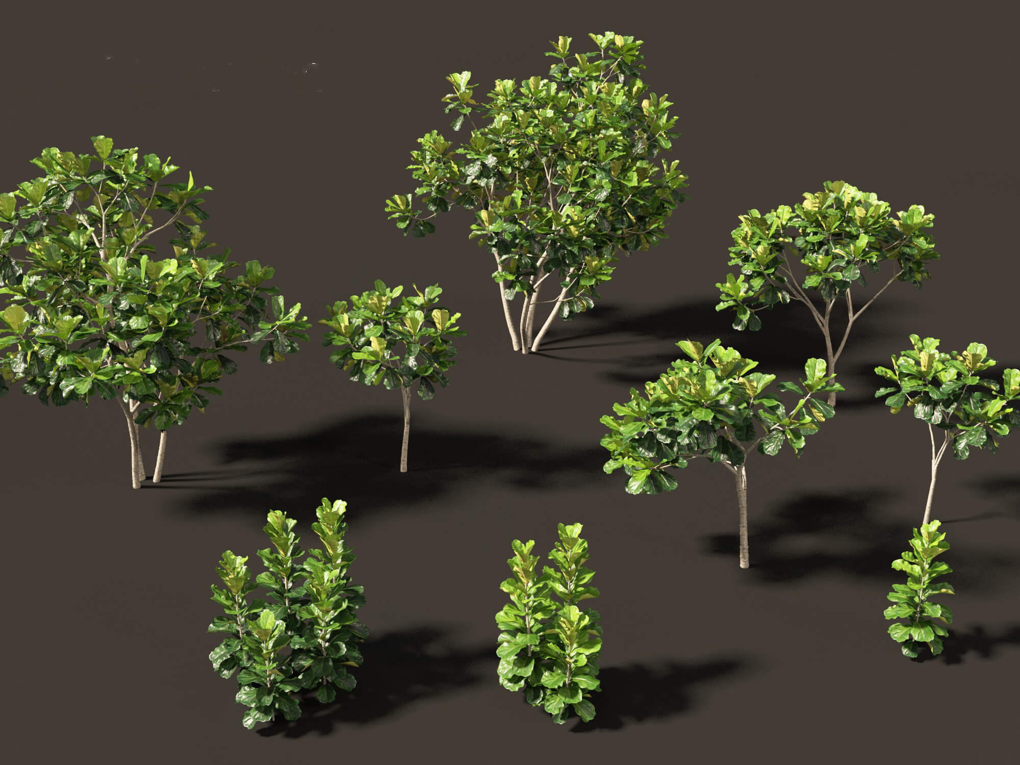 Ficus Lyrata - Fiddle-Leaf Fig 3D Model by 3dgardenplants
