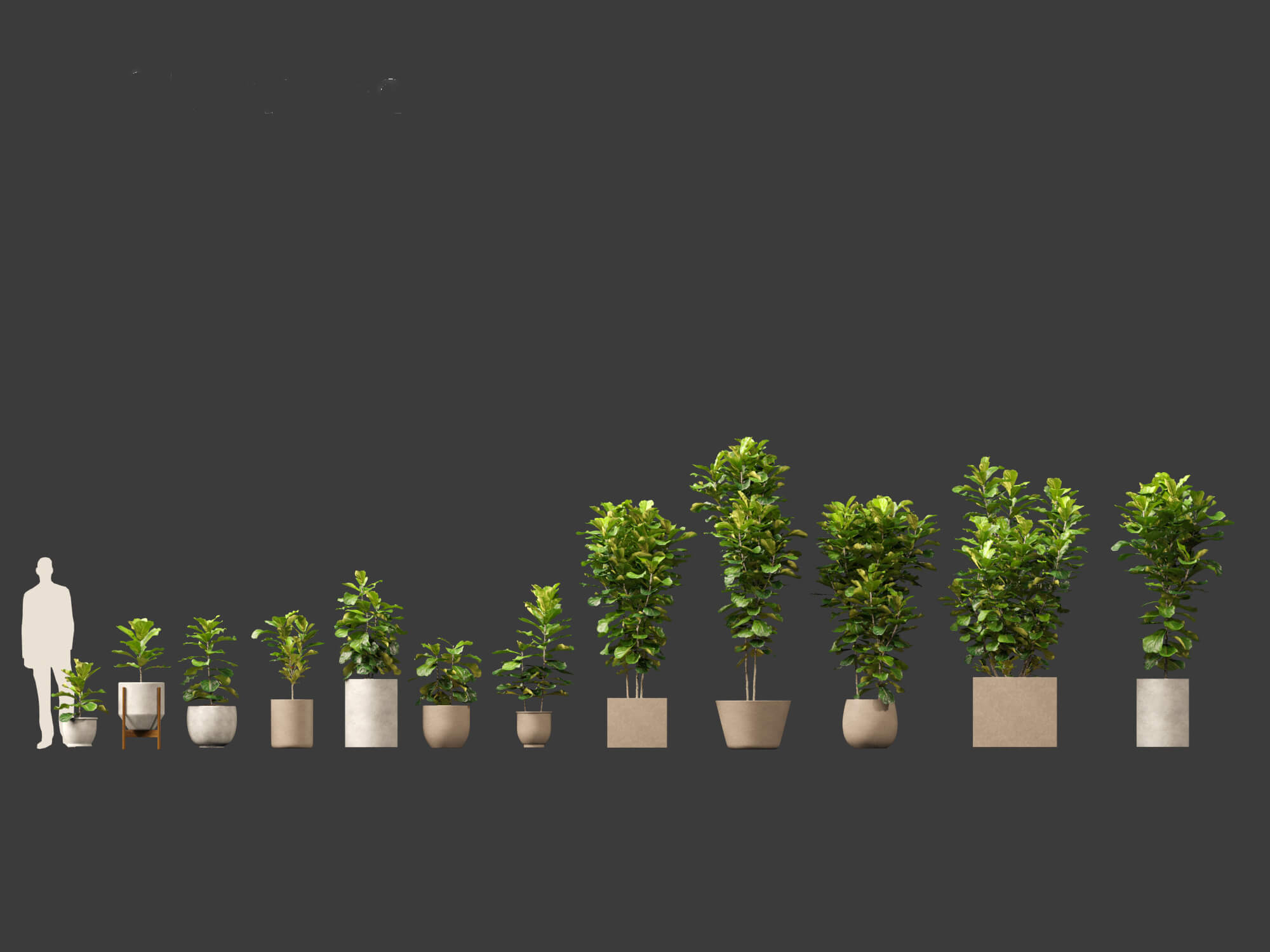 Ficus Pandurata - Banjo Fig 3D Model by 3dgardenplants