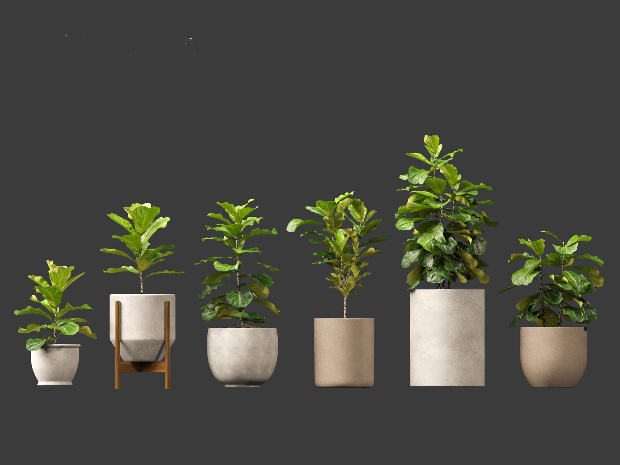 Ficus Pandurata - Banjo Fig 3D Model by 3dgardenplants