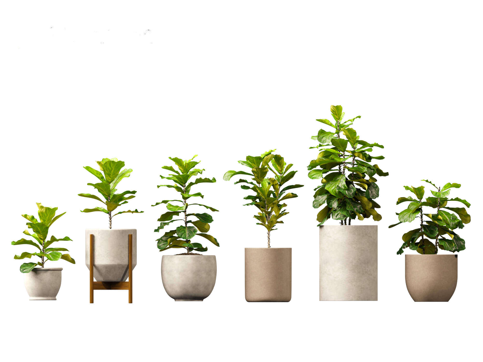 Ficus Pandurata - Banjo Fig 3D Model by 3dgardenplants